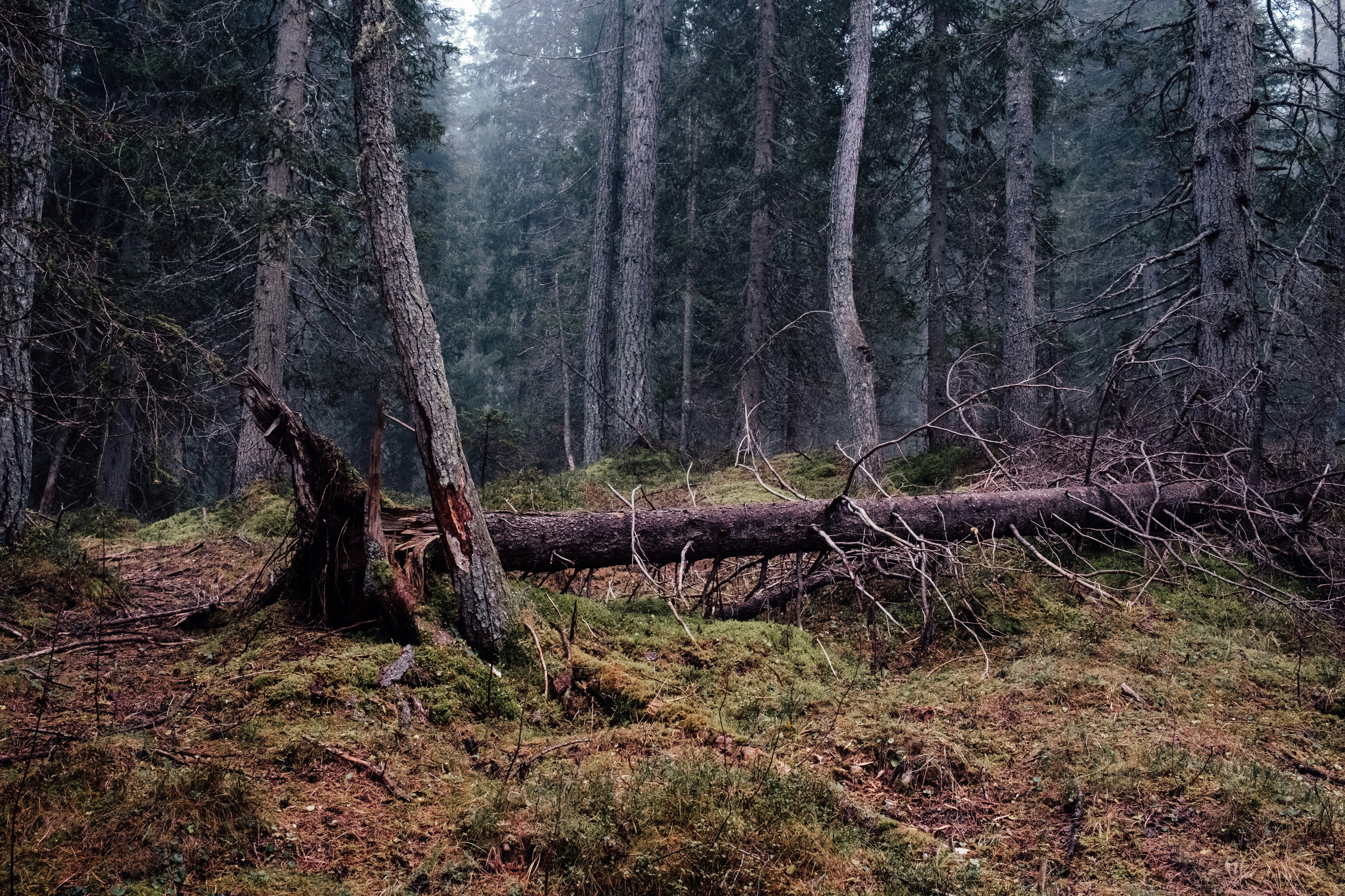 Fallen tree in a misty, mossy forest