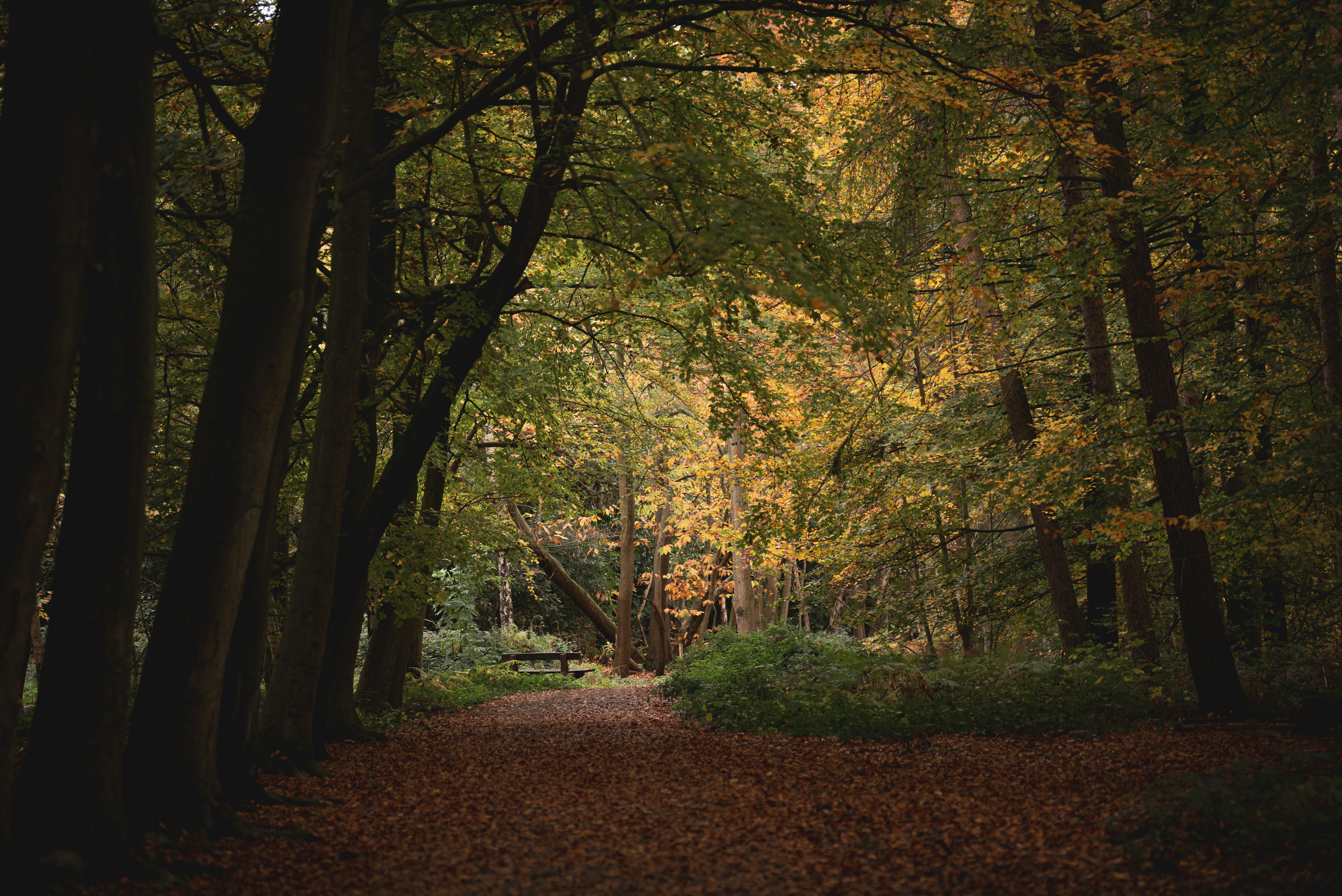 Golden leaves blanket a winding path through a serene forest, framed by towering trees. The ambiance evokes tranquility and the beauty of nature's change.