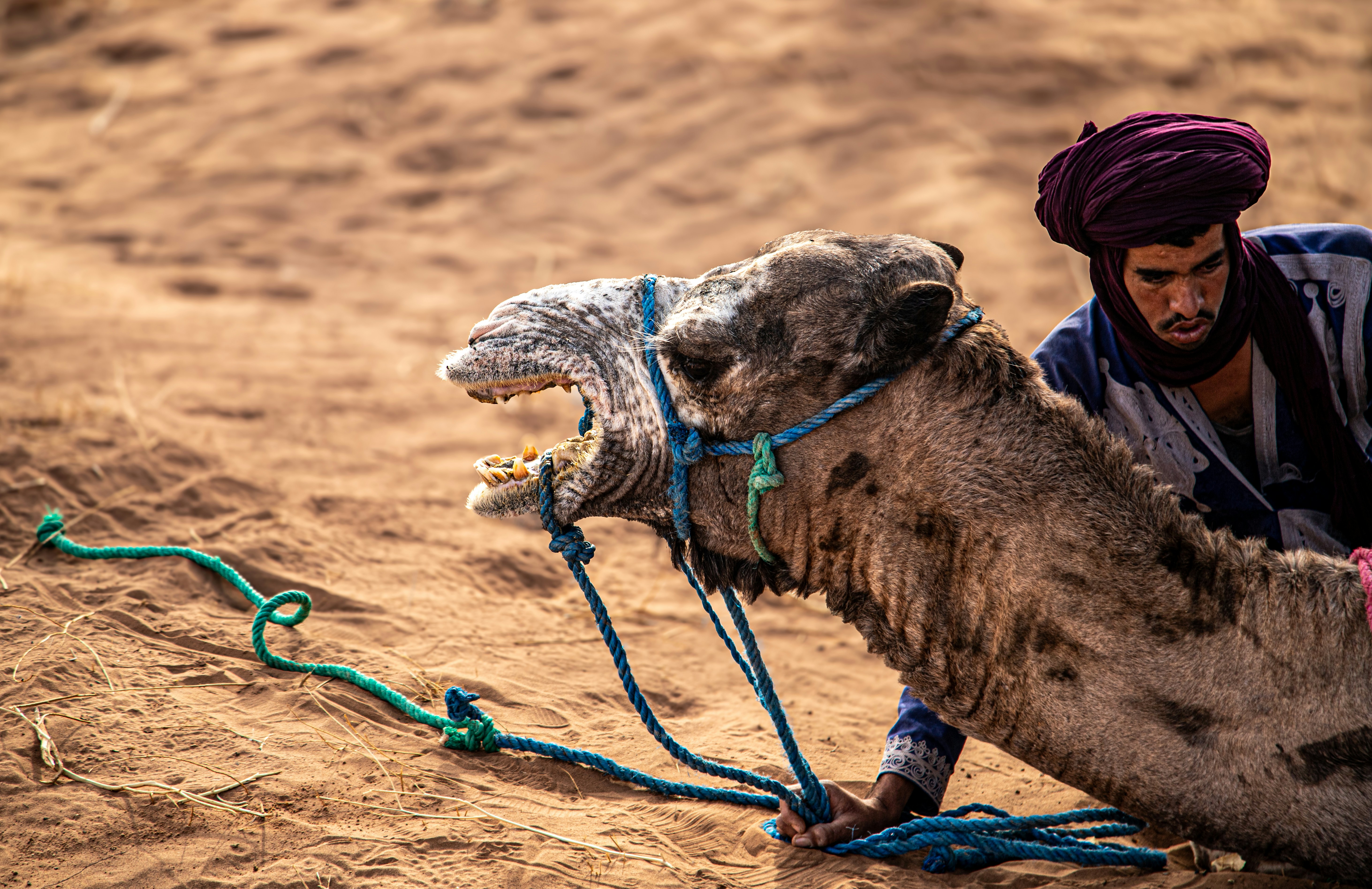 Desert Tether: A Turbaned Observer and a Strained Camel