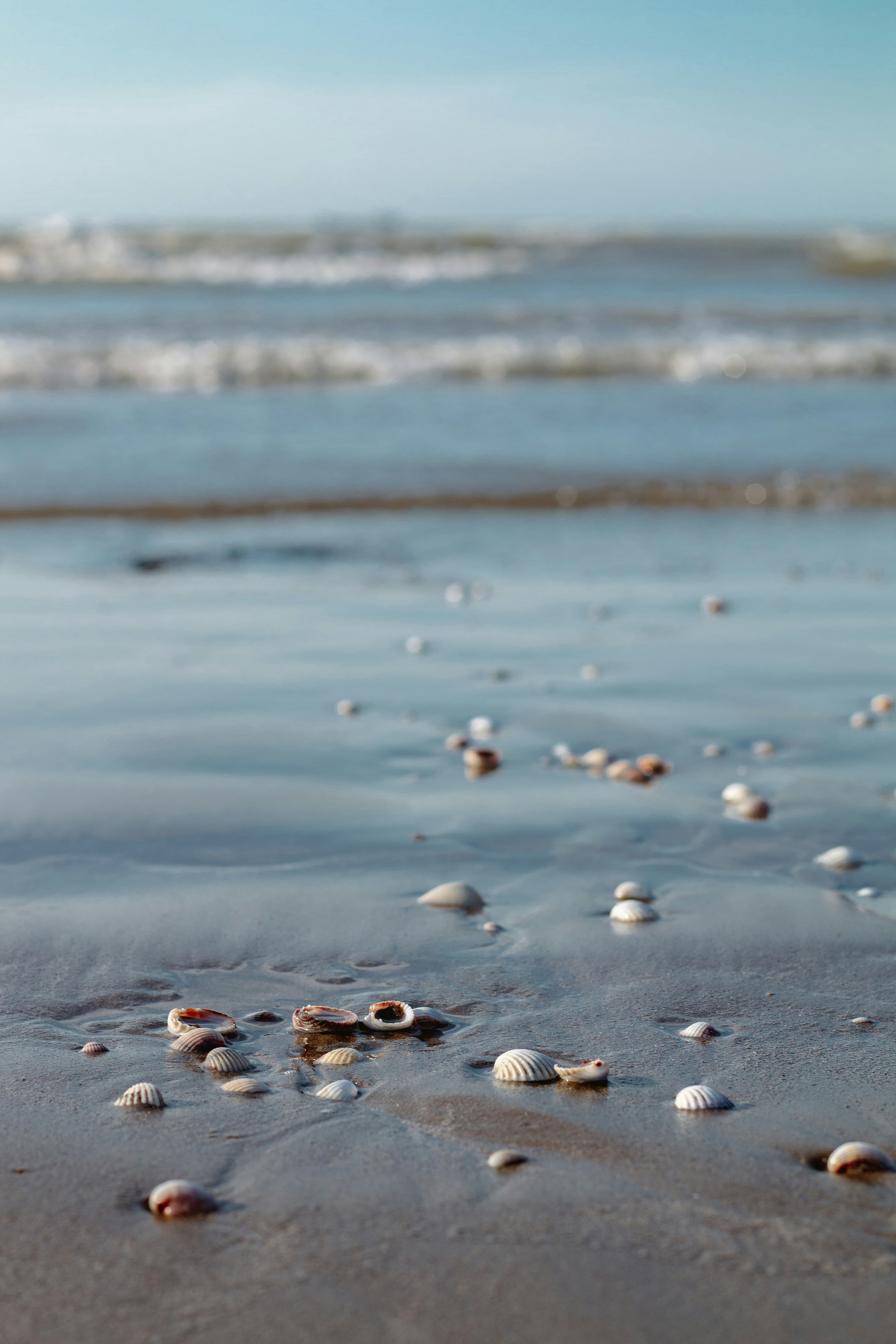 Calm skies, warm colors, quiet lives. آسمون آروم، رنگ‌های گرم، و زندگی‌ای که بی‌صدا جریان داره. | Seashells scattered on a wet sandy beach with ocean waves.