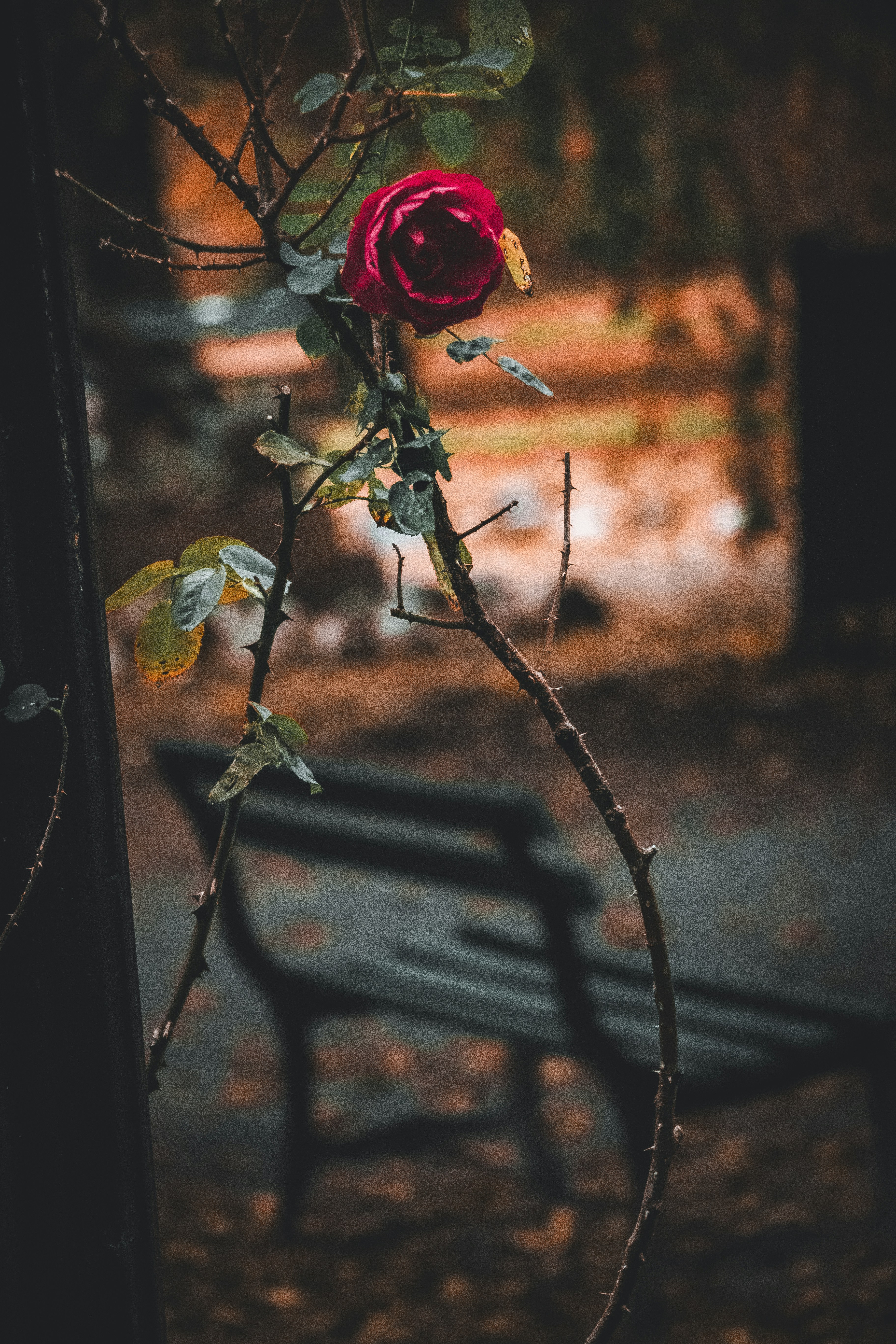 Vibrant red rose entwined with leaves, set against a blurred background of autumn foliage and a distant bench.
