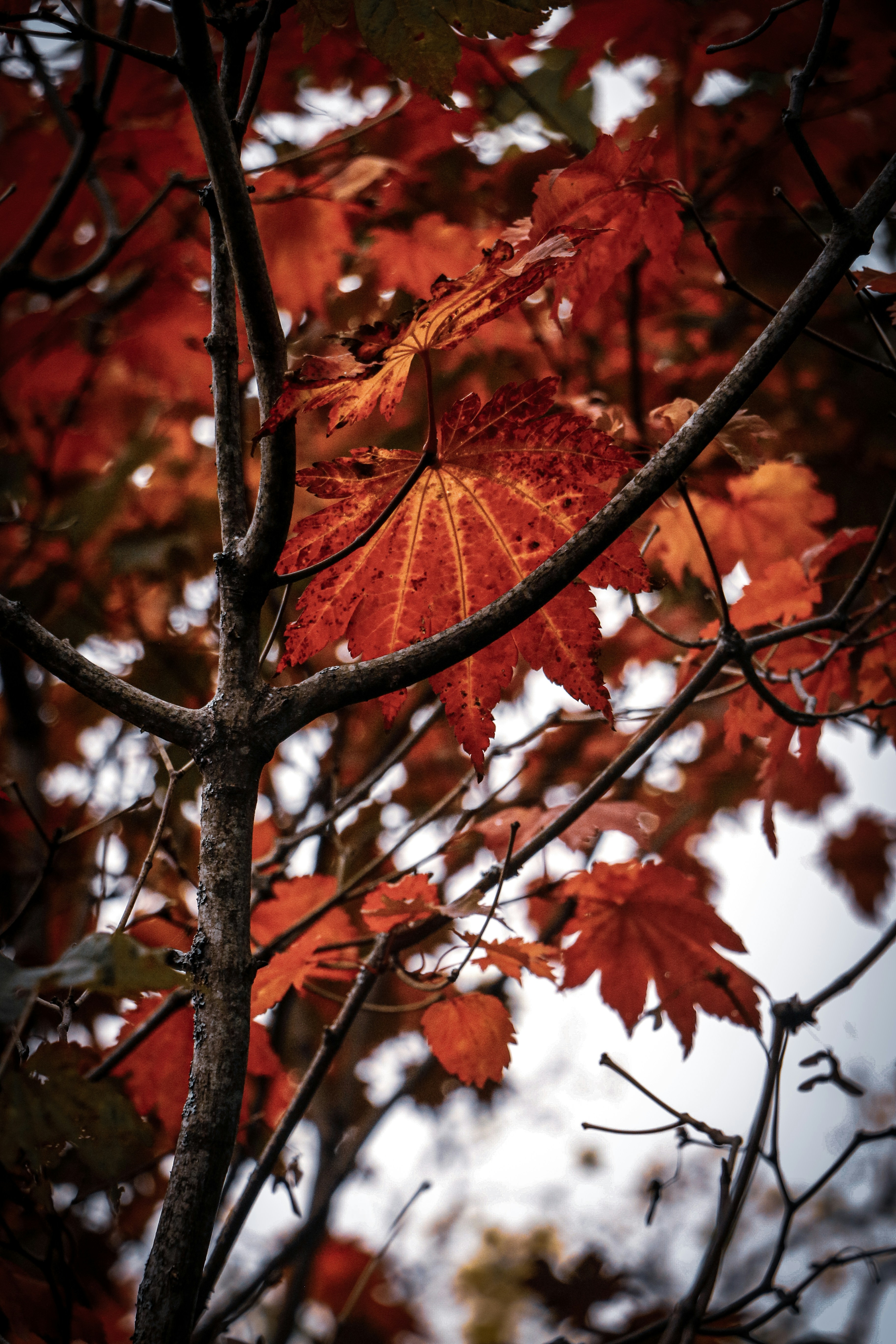 Scarlet Maple in a Tangled Web: An Intimate Autumn Portrait