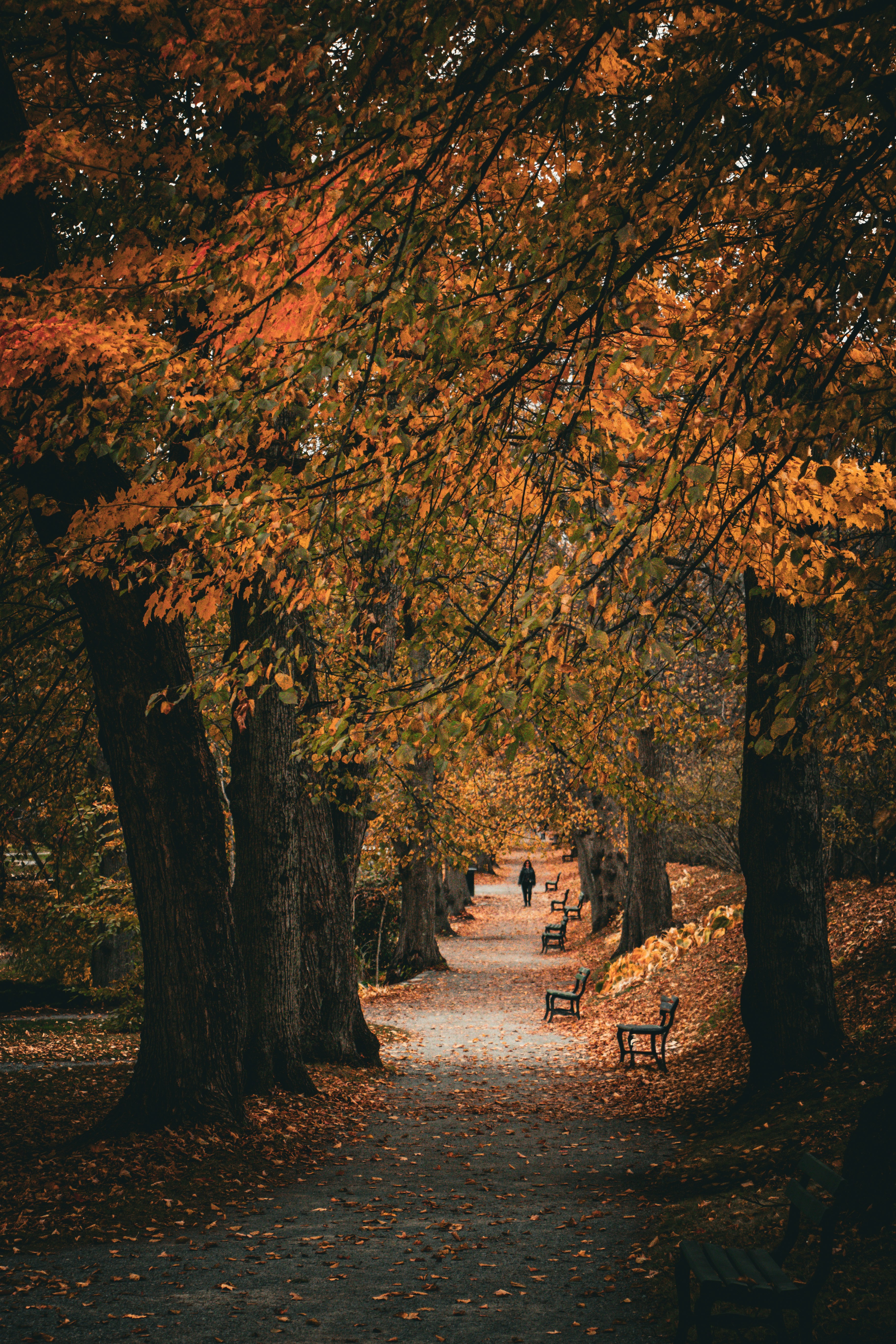 Autumn in Canada | A person walks down a path lined with autumn trees.