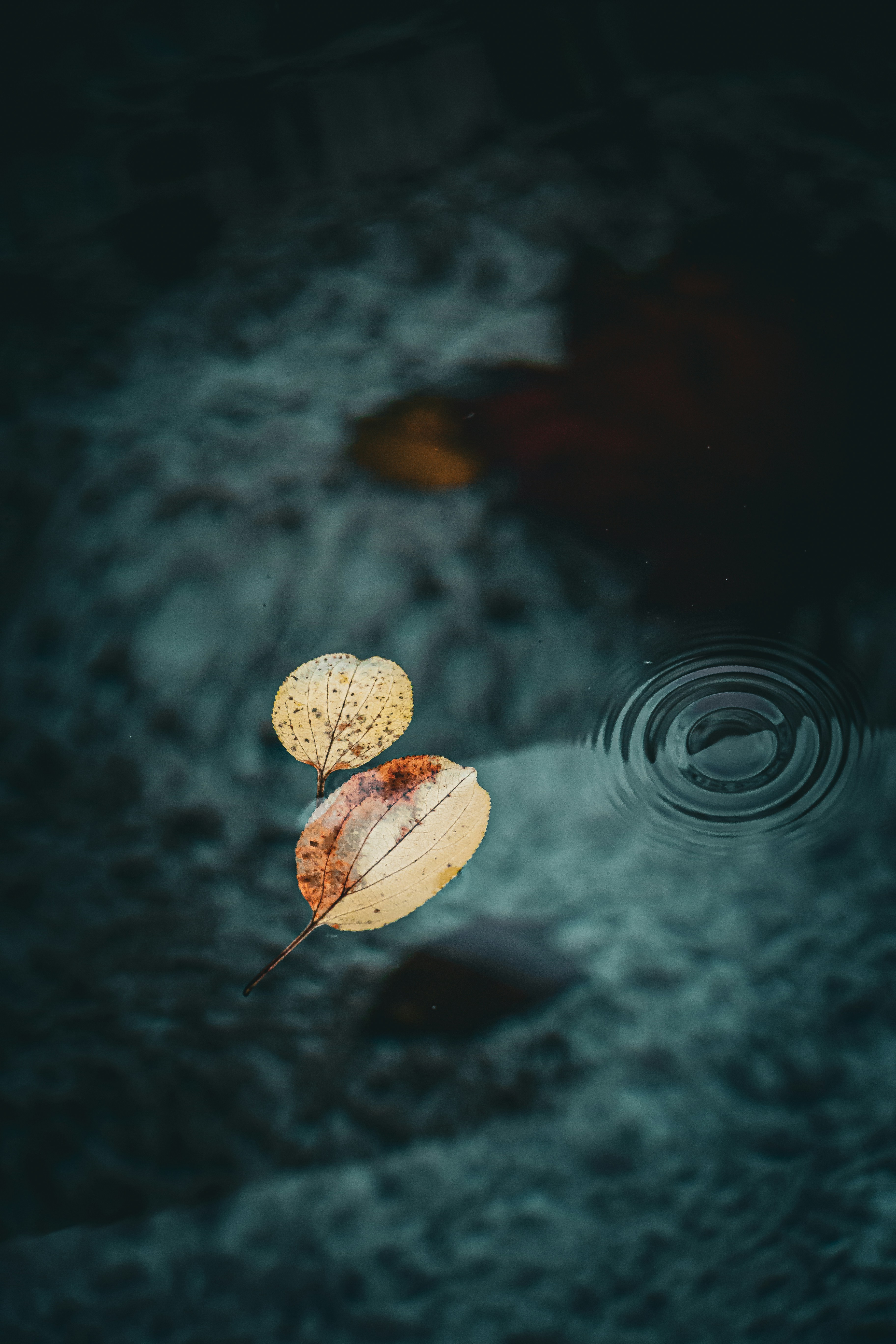 Whispers of Autumn on Still Waters