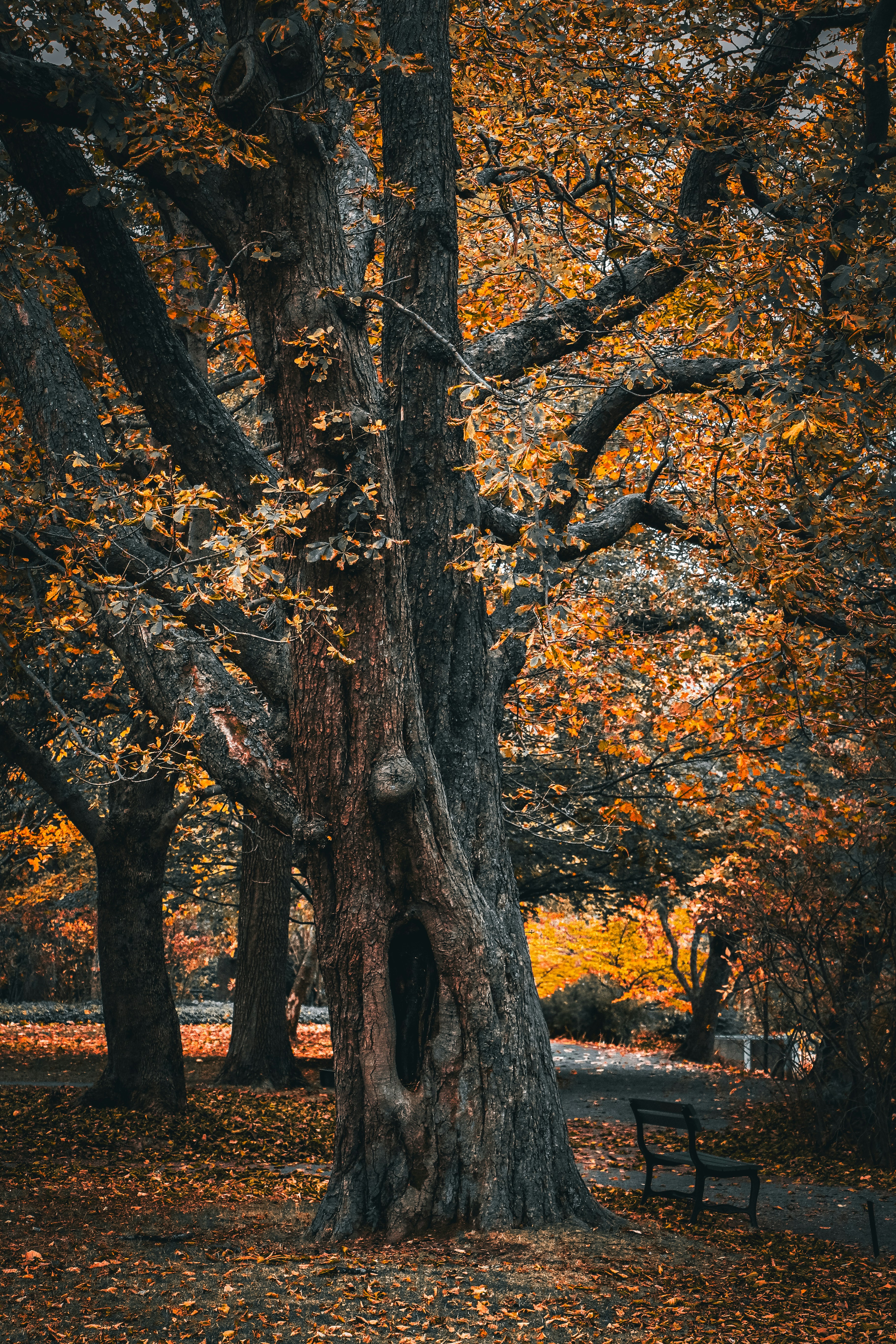 Autumn in Canada | Autumn park with large tree and fallen leaves.