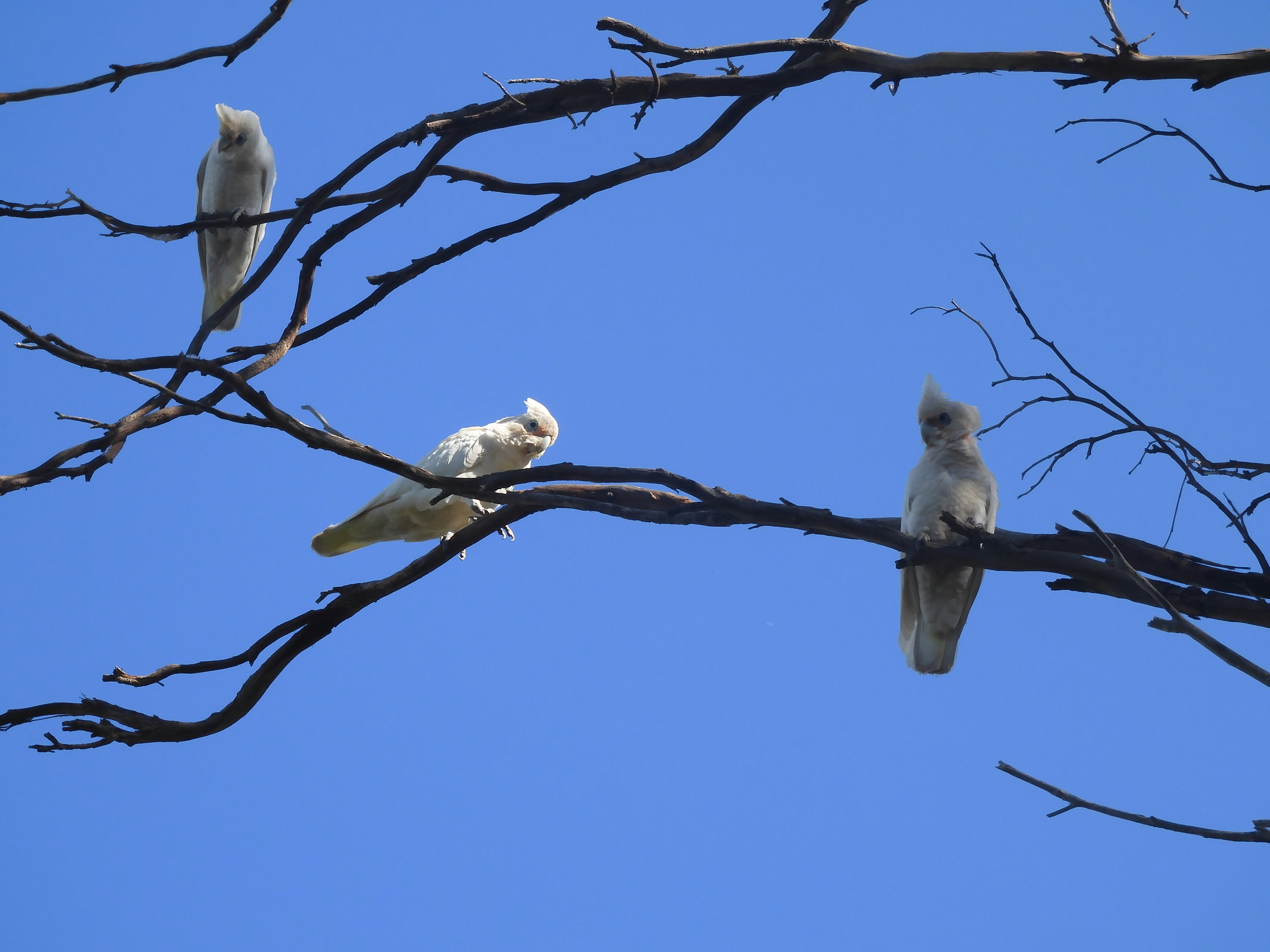 Three white cockatoos perched on bare branches against a vivid blue sky.
