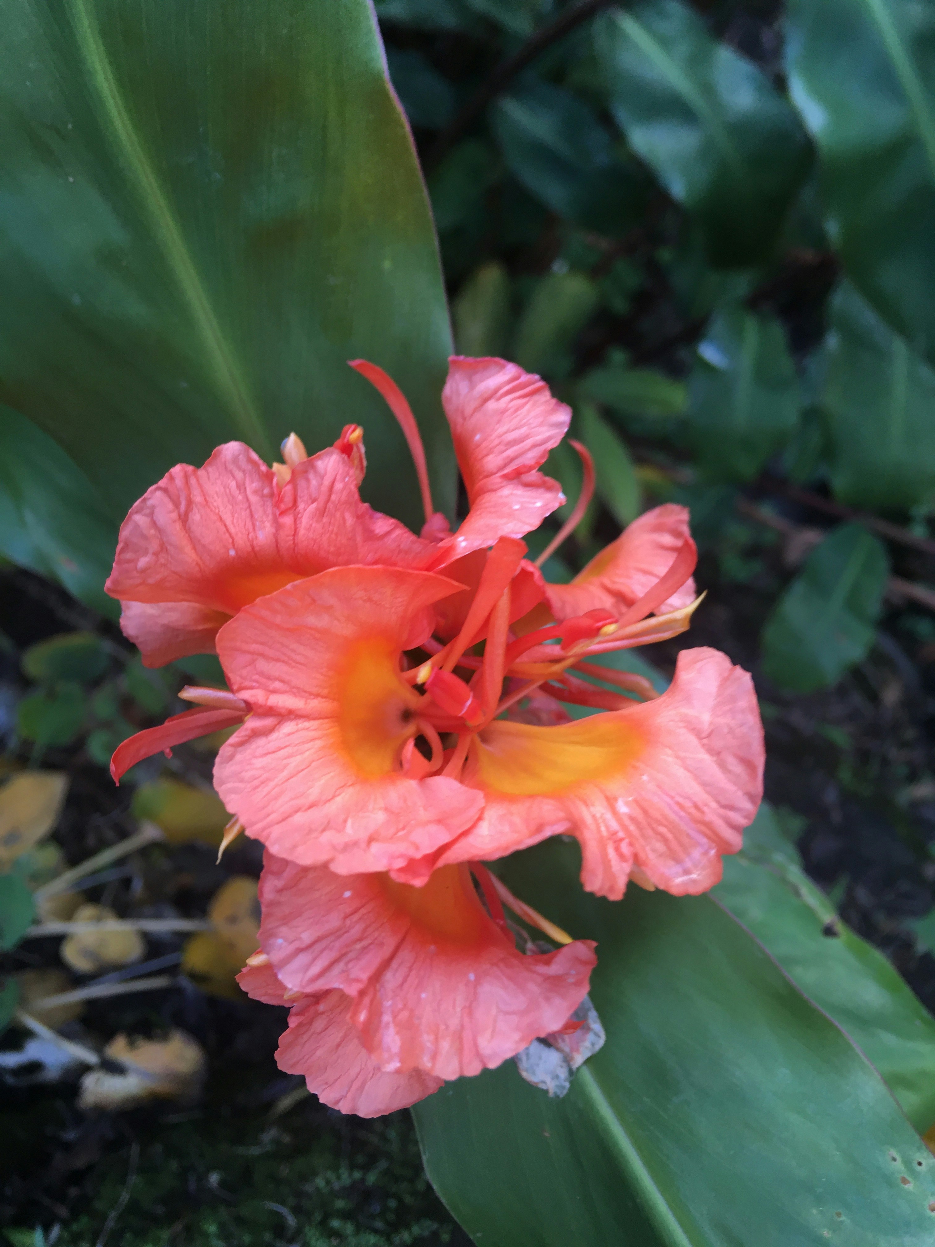 Coral Whisper: Nature's Floral Symphony