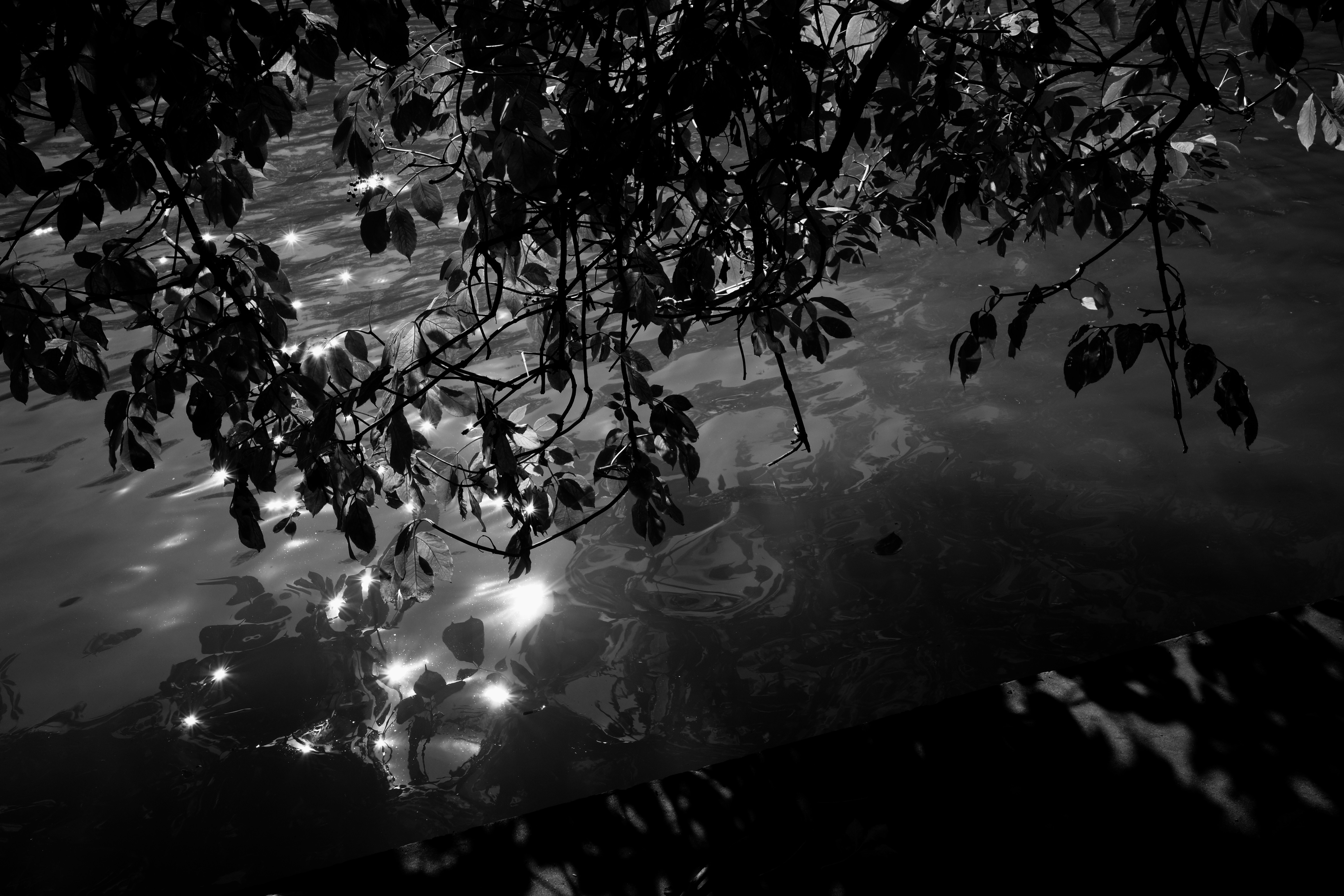Whispers of Light Beneath the Canopy