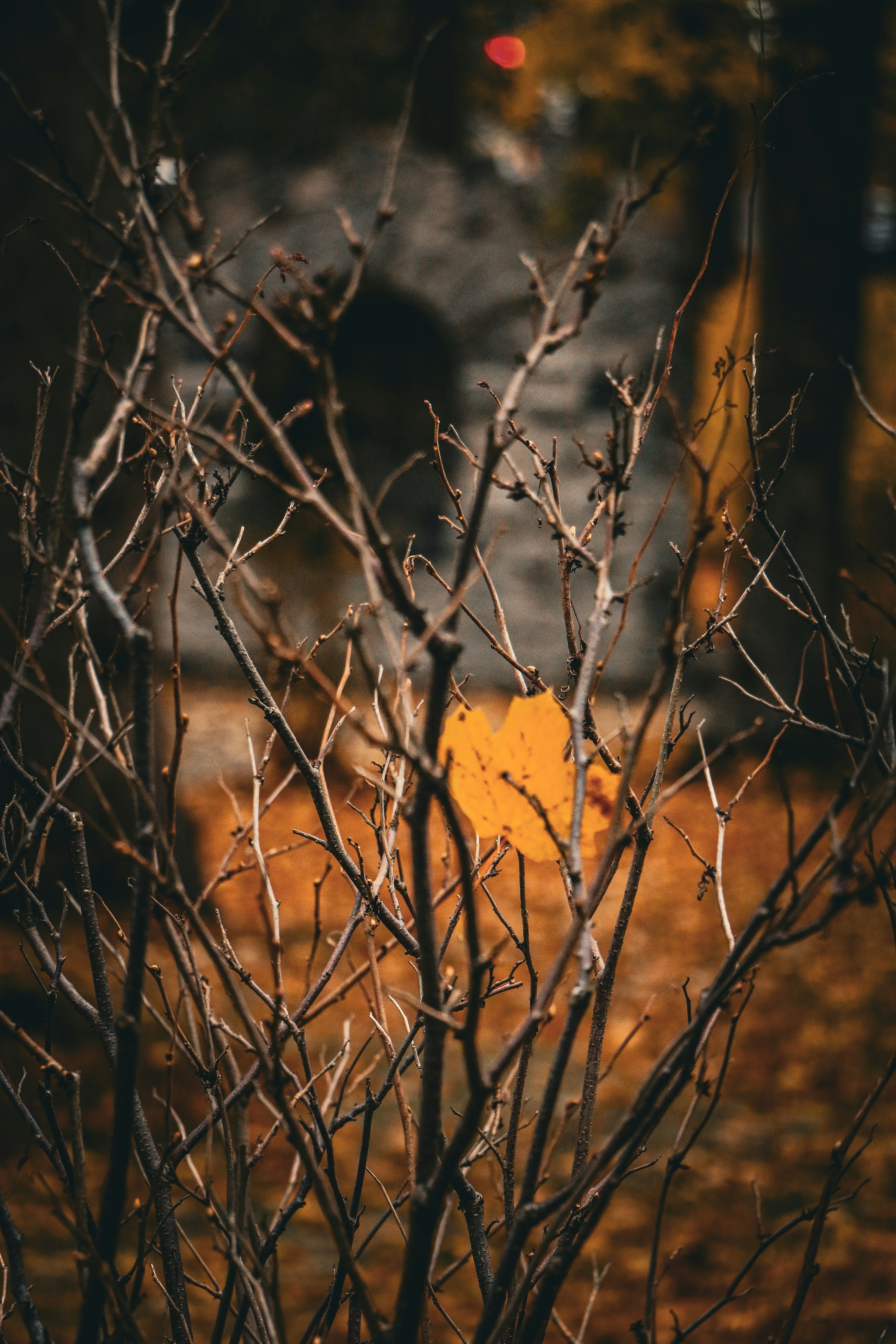 Intricate branches frame a blurred autumn scene, hinting at the vibrant colors of fallen leaves and distant structures. The composition evokes a sense of mystery and transition.