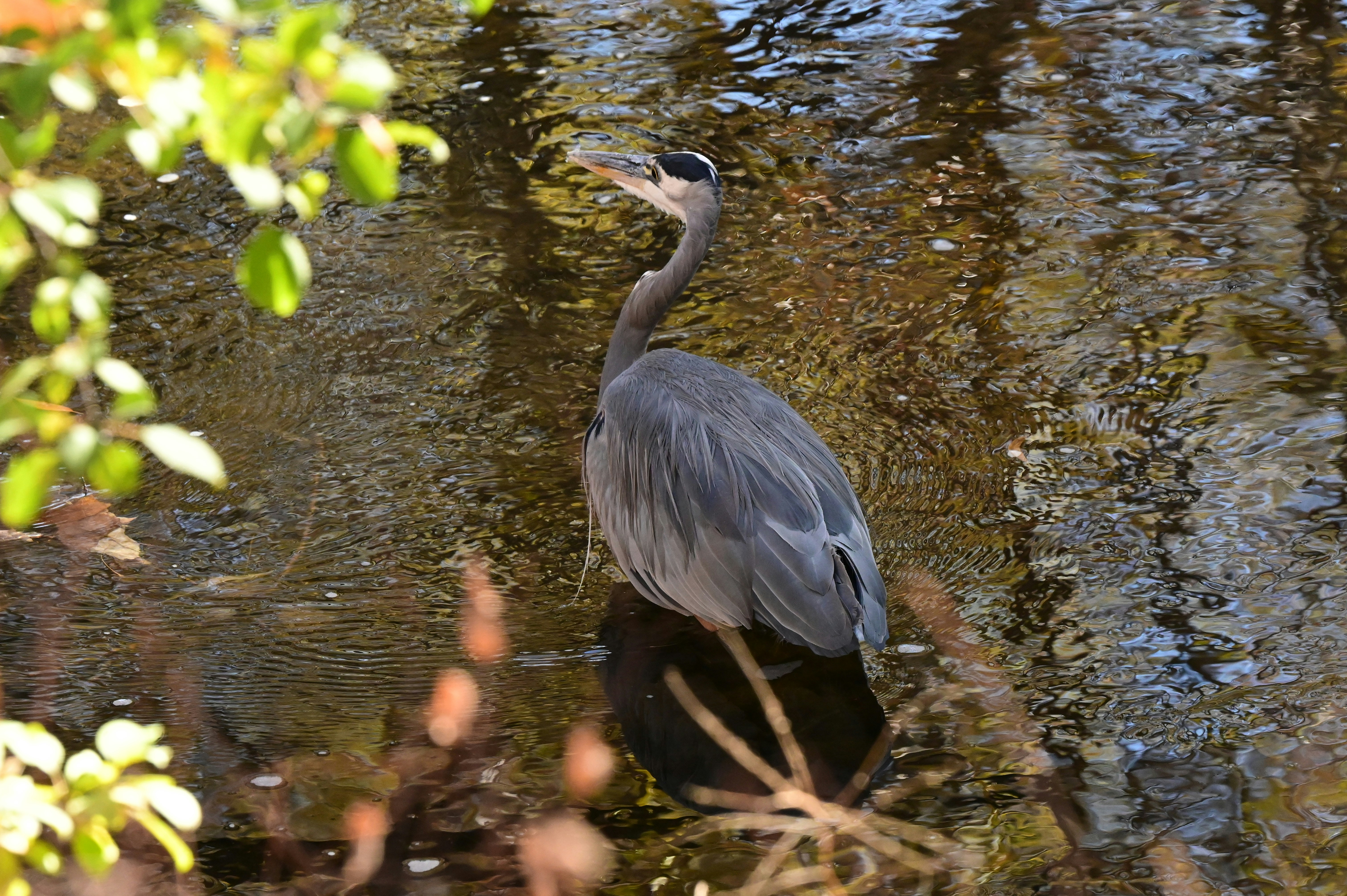 Great blue heron standing gracefully in shallow water surrounded by foliage. The reflection adds depth to the serene scene.