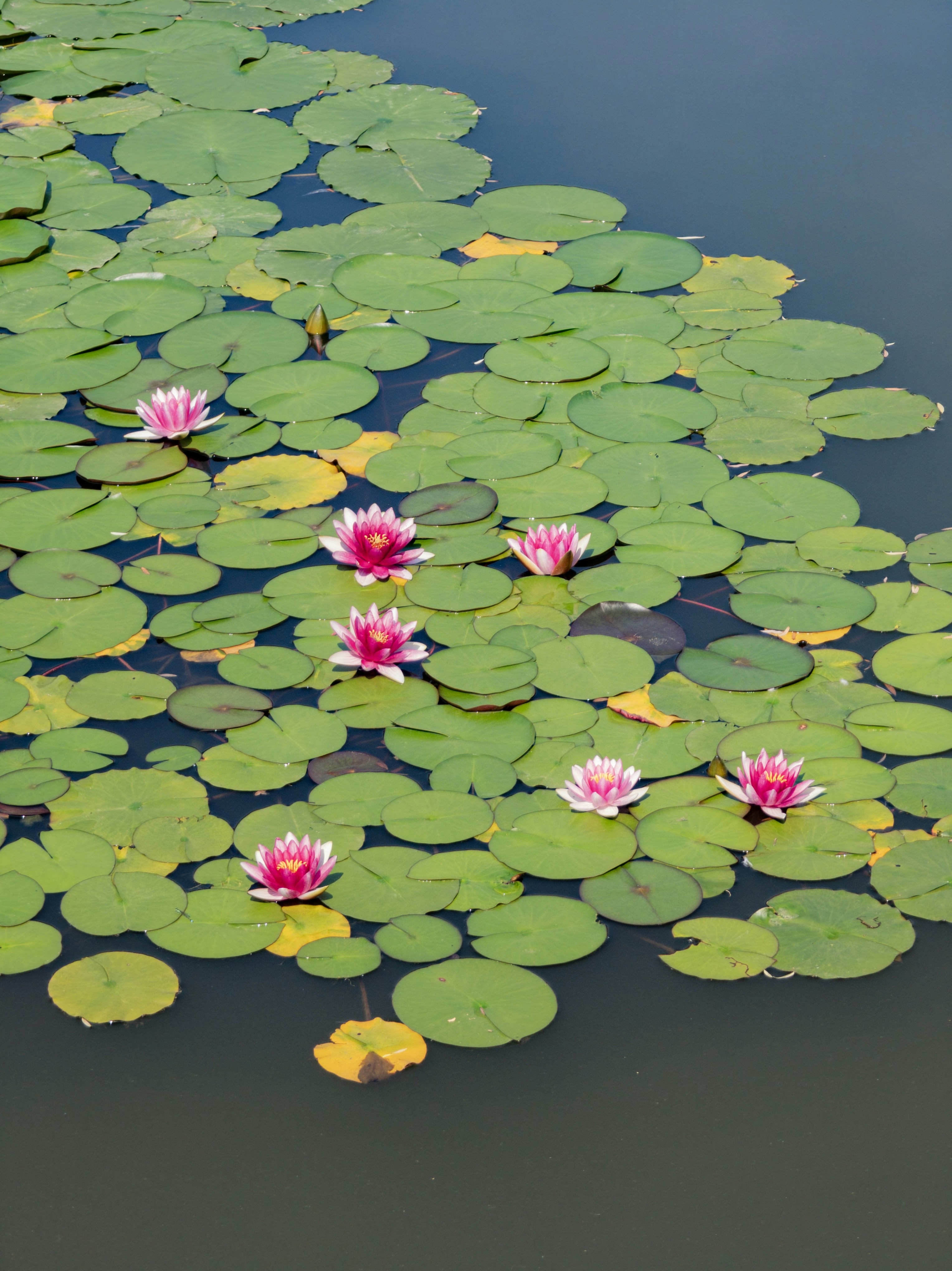 Delicate water plants. | Pink water lilies floating on a calm pond.