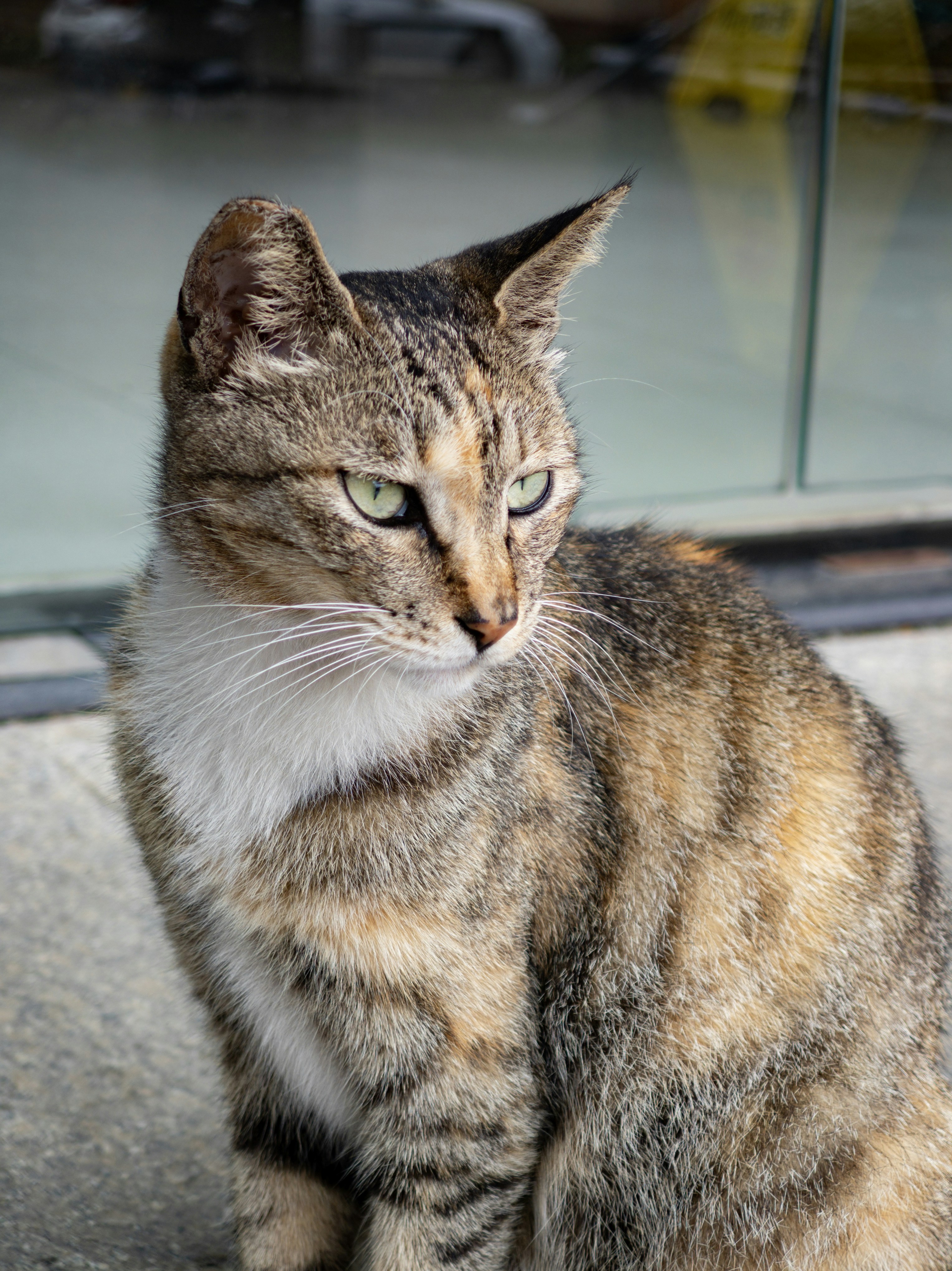 What R U lookin' @? | A tabby cat with green eyes sits outdoors.