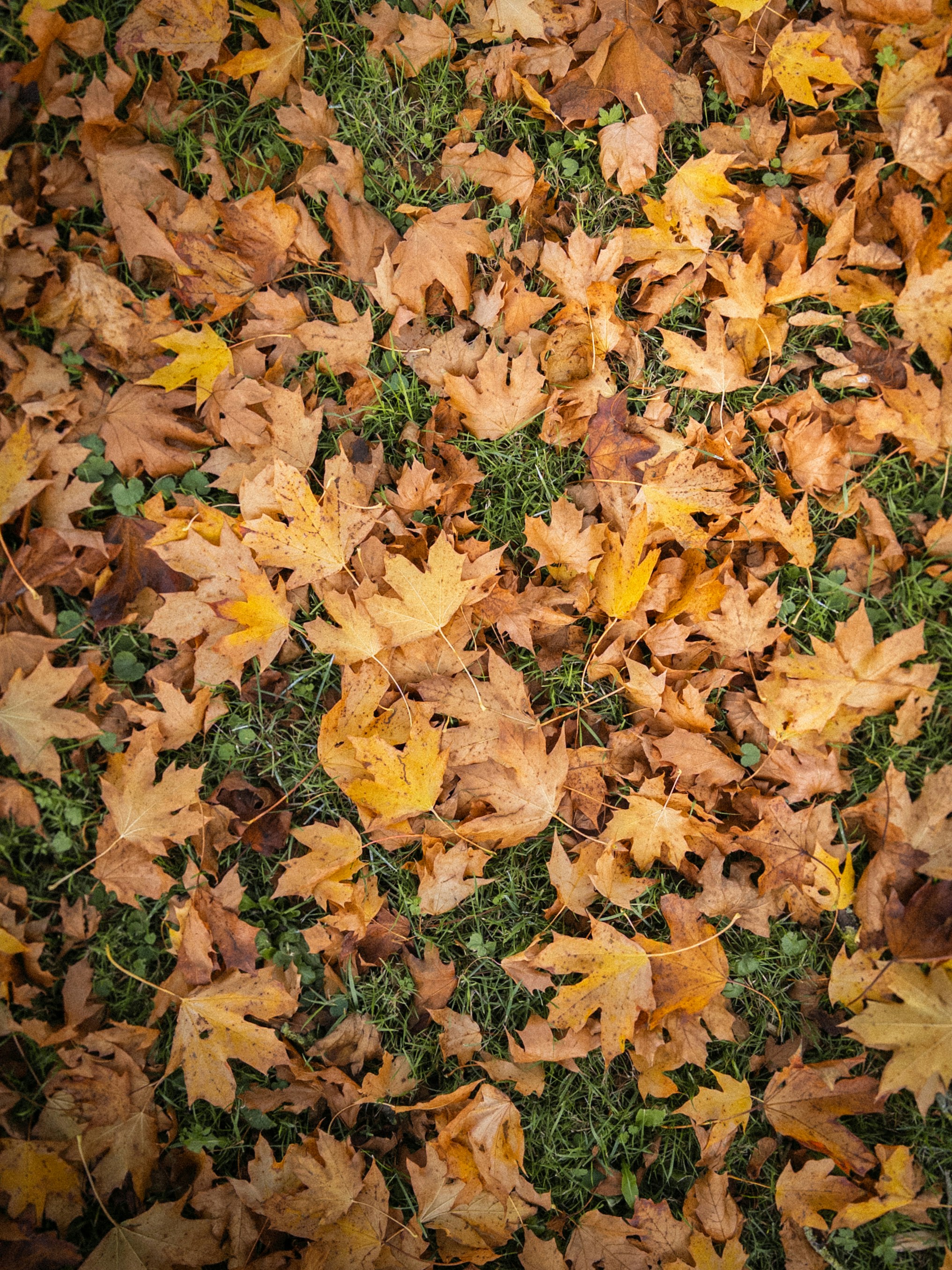 Fallen autumnal leaves | Autumn leaves scattered on green grass