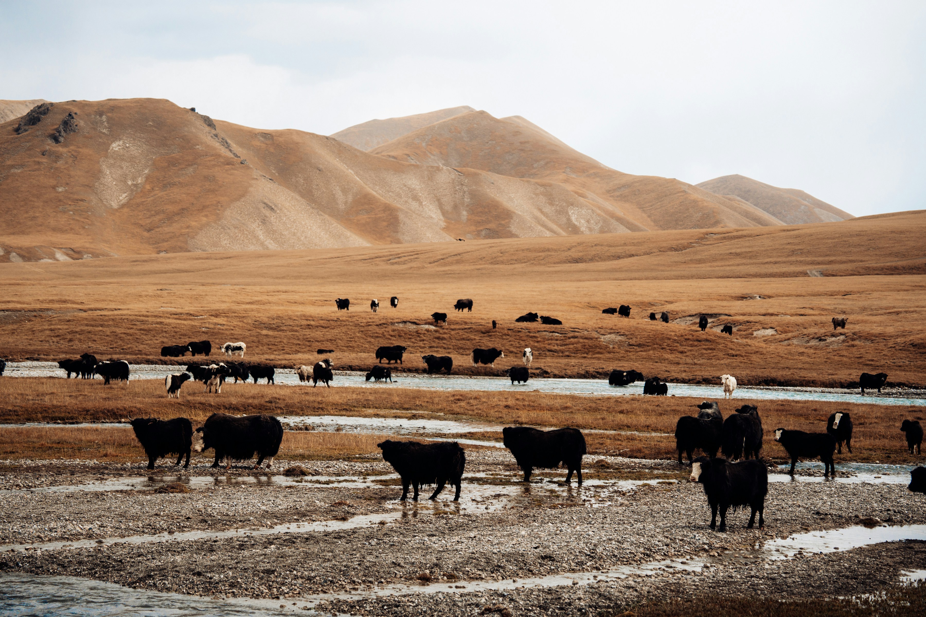 Harmony of Pastoral Life Amidst Rugged Terrain