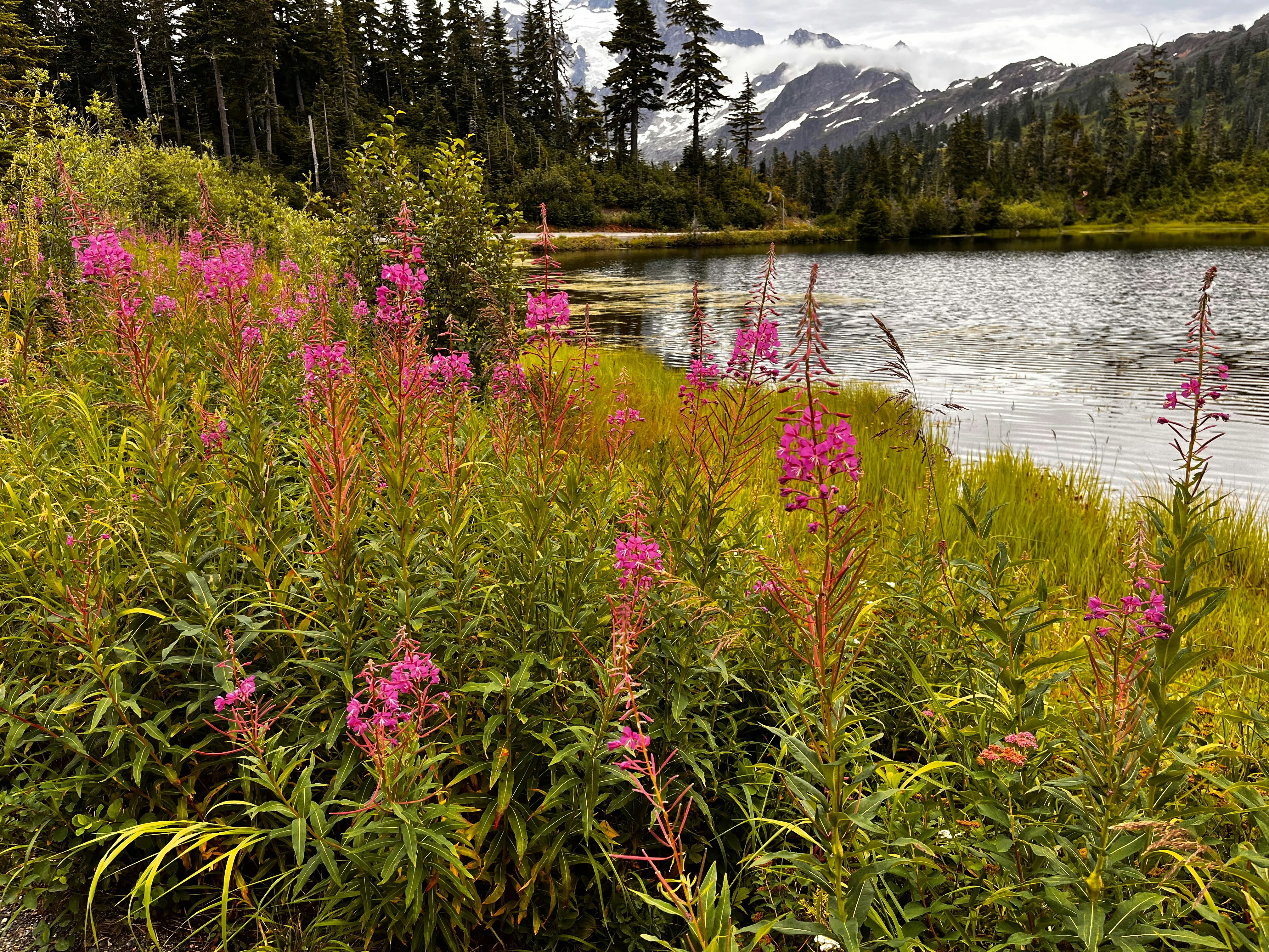Floral Symphony by the Lakeside