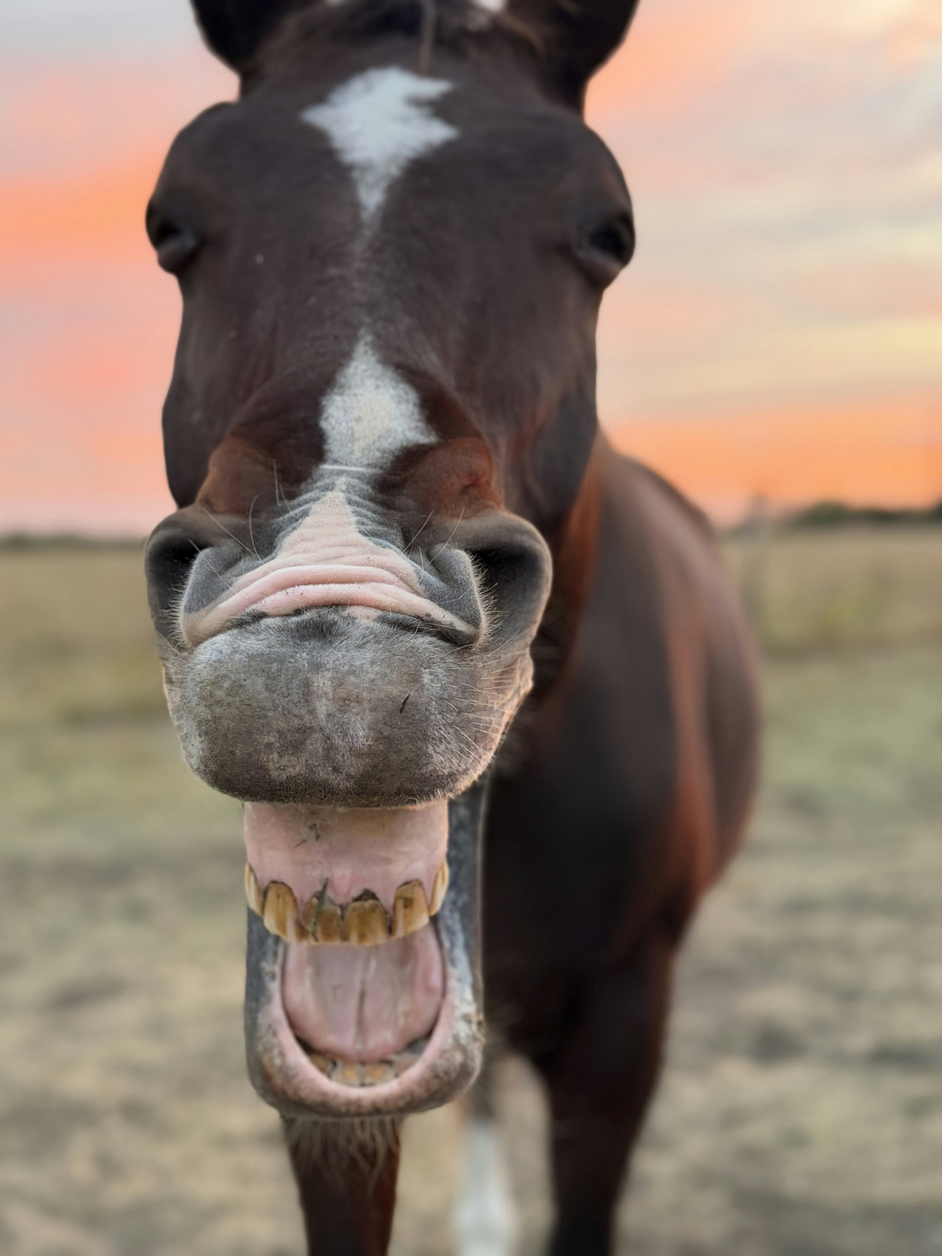 A horse with its mouth open at sunset