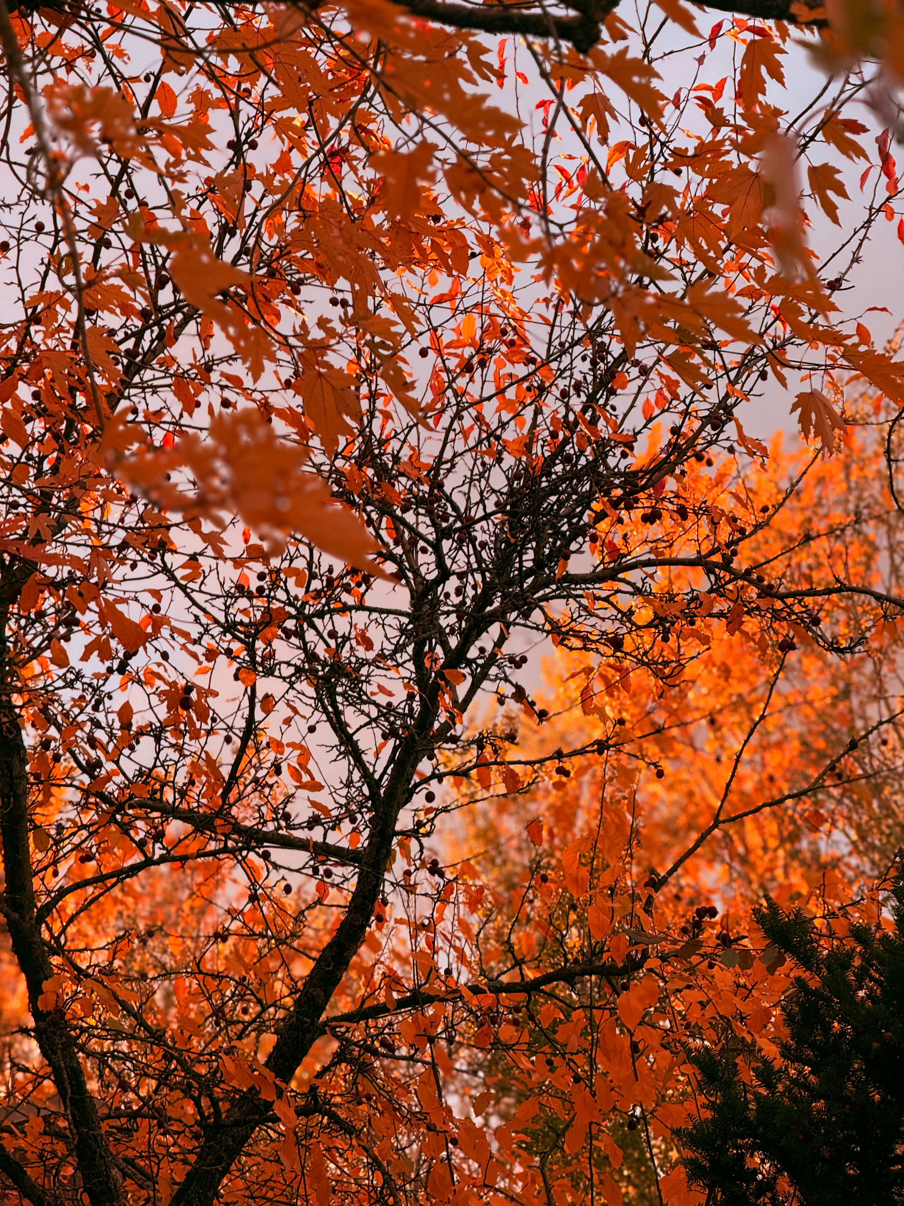 Vibrant orange autumn leaves on tree branches photo – Free Outdoor ...