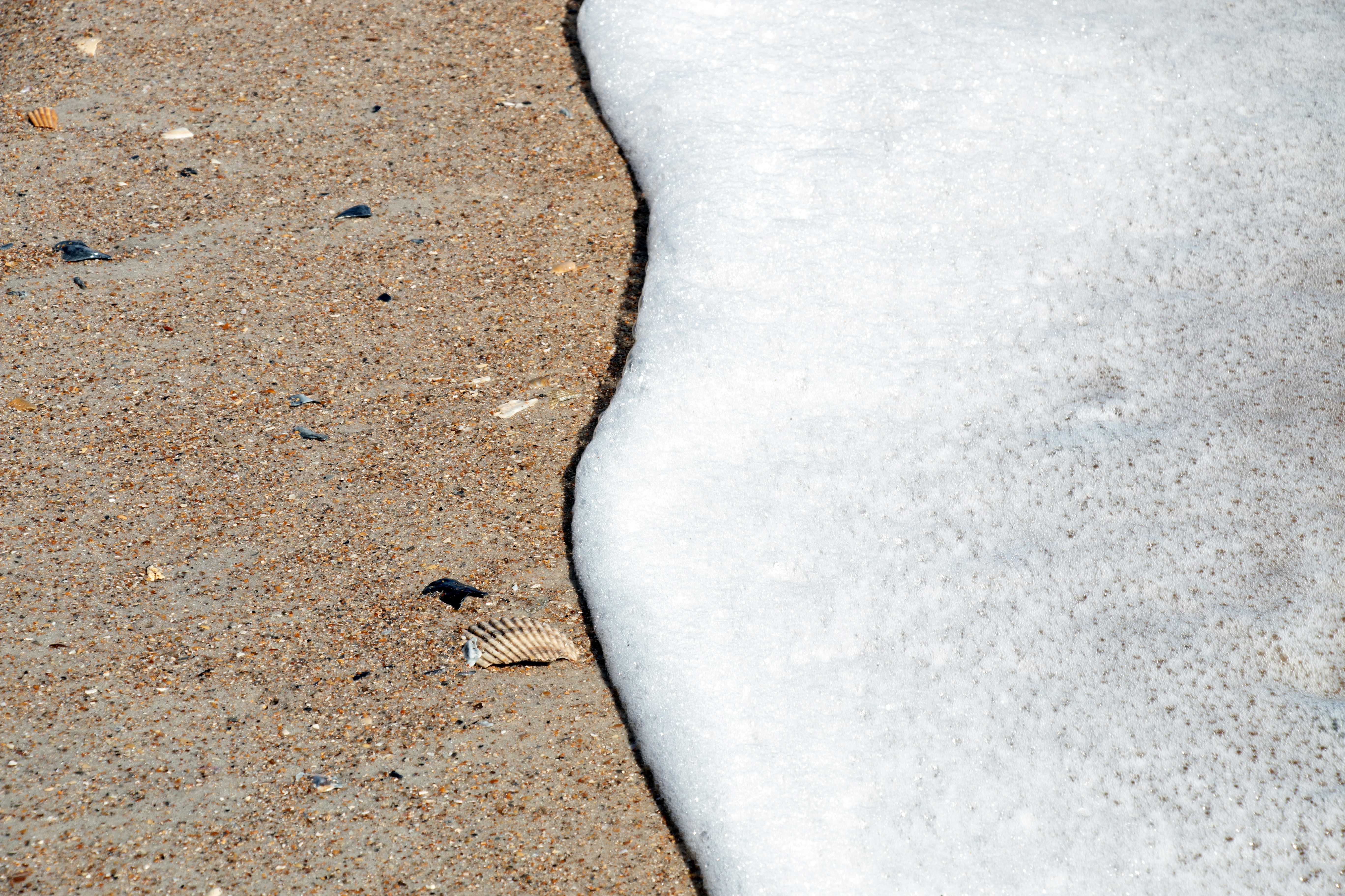 shoreline, sand, water, shells, sea shells, foam, sea, Atlantic, Florida | Ocean foam washing onto a sandy beach.