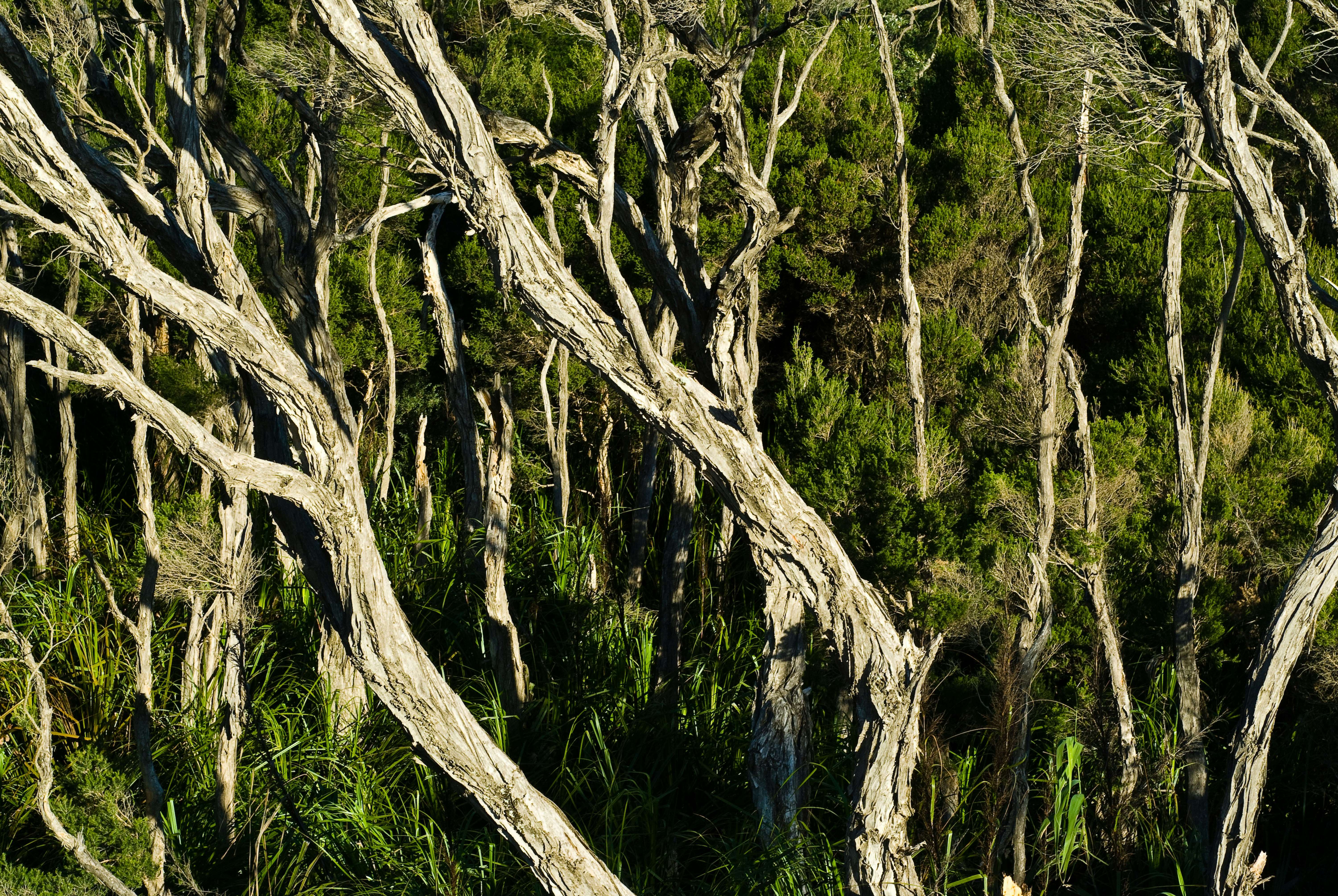 Weathered Trunks Weave Through a Quiet Green Understory