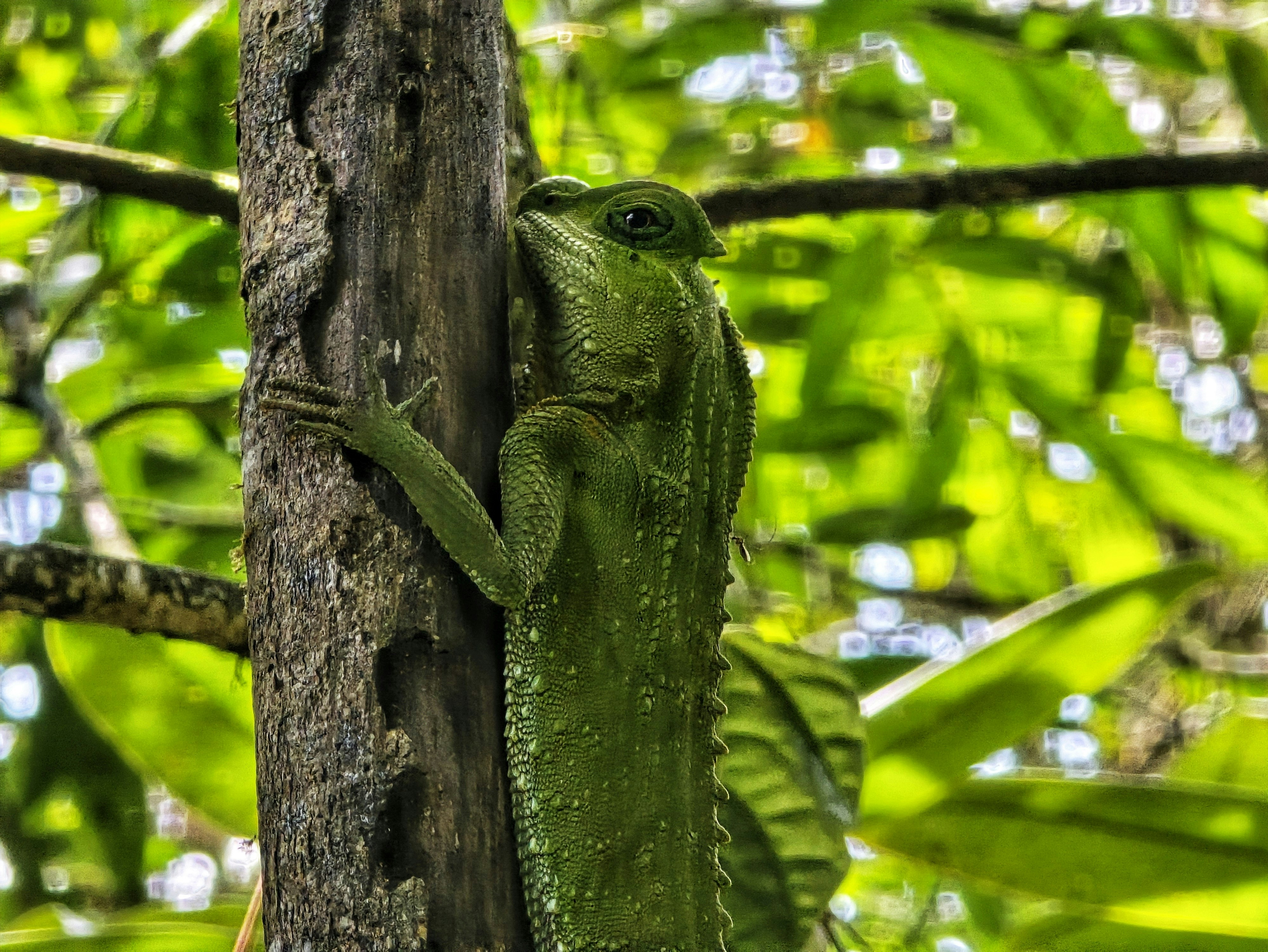 Emerald Sentinel: Nature's Climber