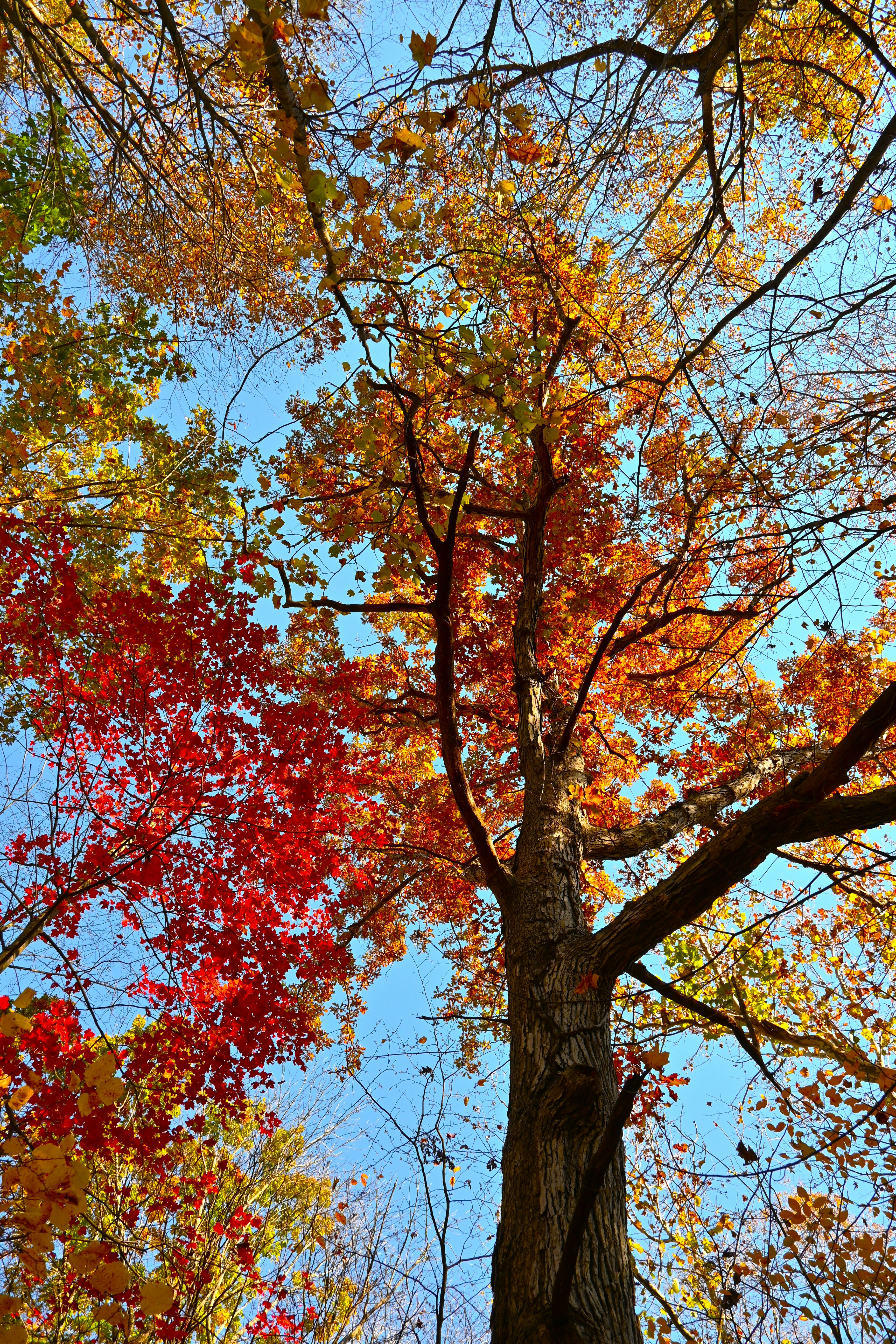 Vibrant autumn leaves in shades of red, orange, and yellow frame a majestic tree against a clear blue sky.