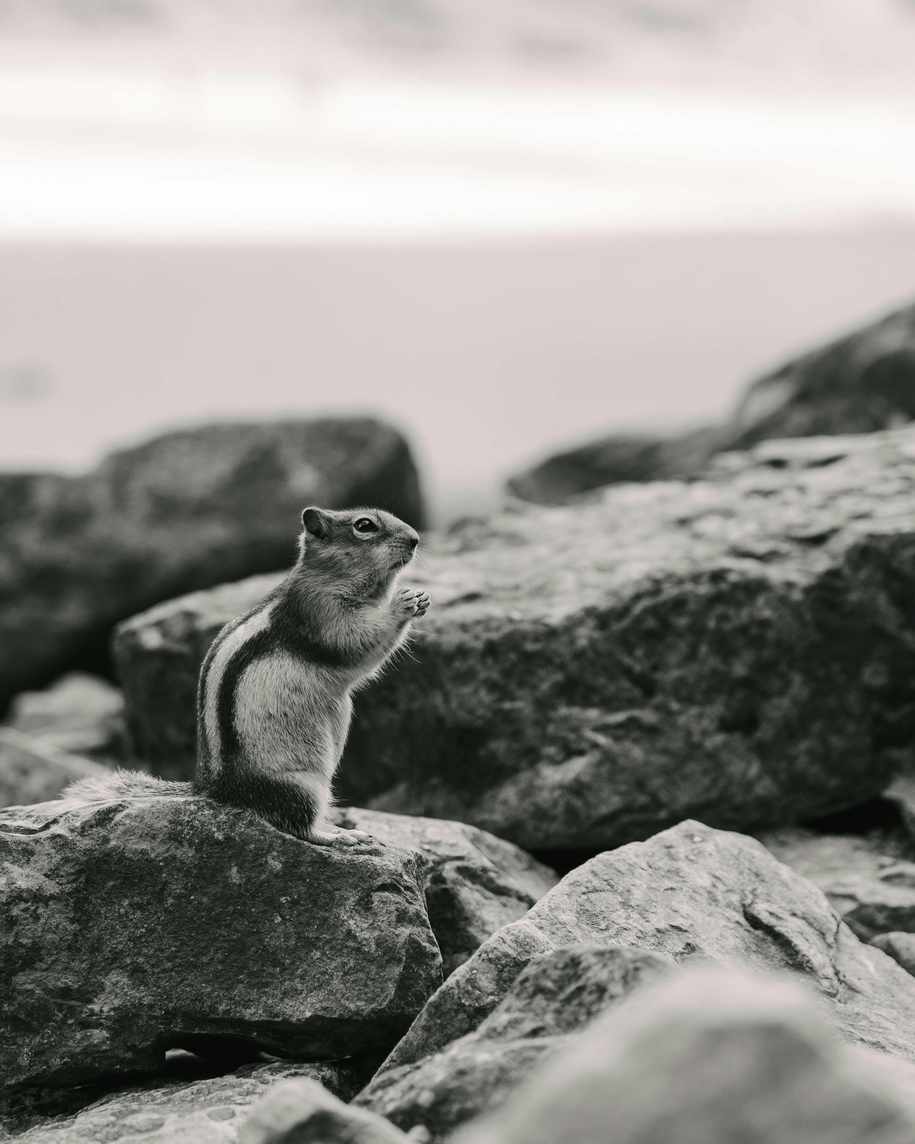 Nature's Watcher: A Chipmunk's Vigil