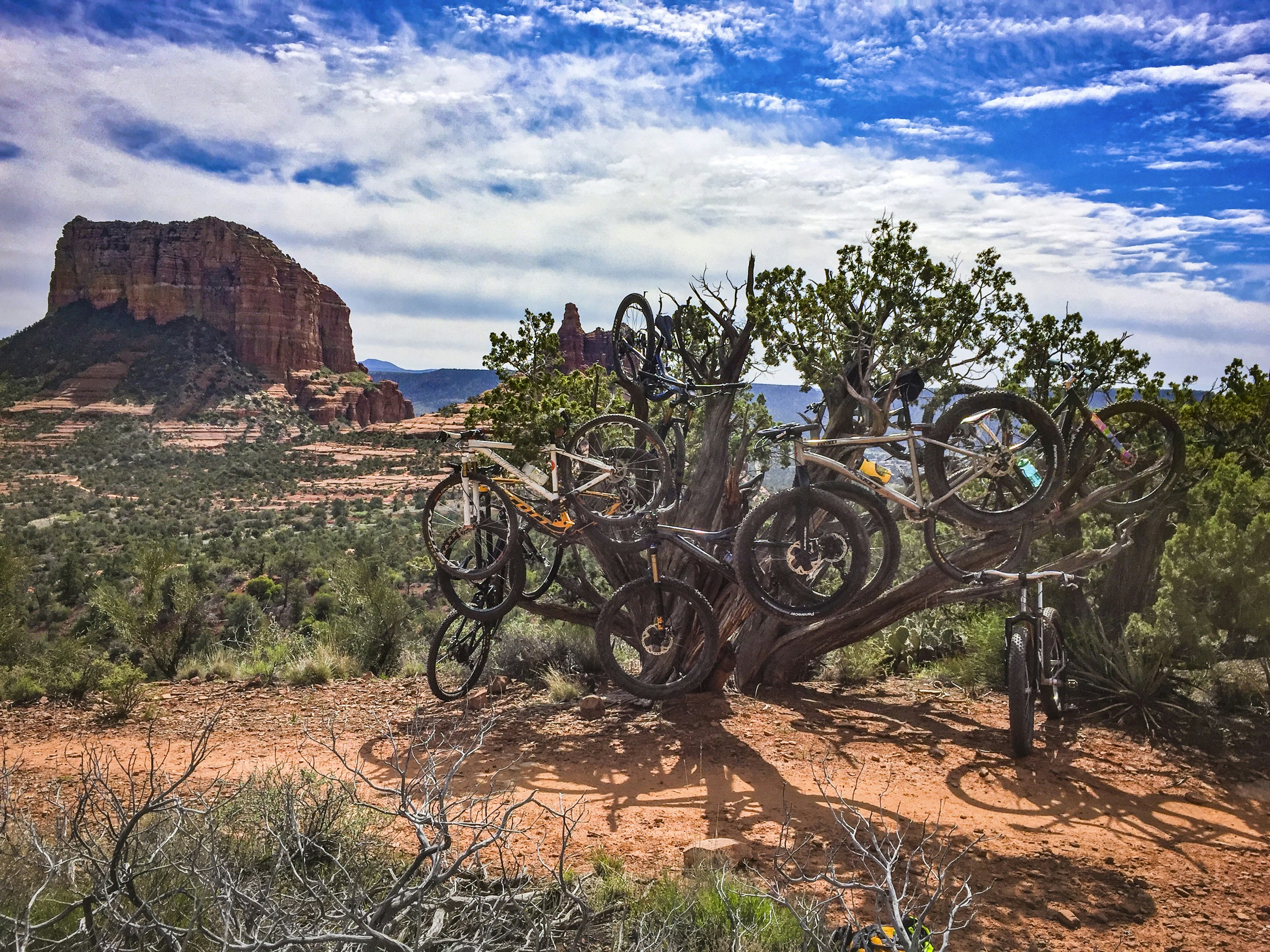 Tree growing bikes on the trails of Sedona, AZ. | Mountain bikes displayed on a tree with red rock formations.