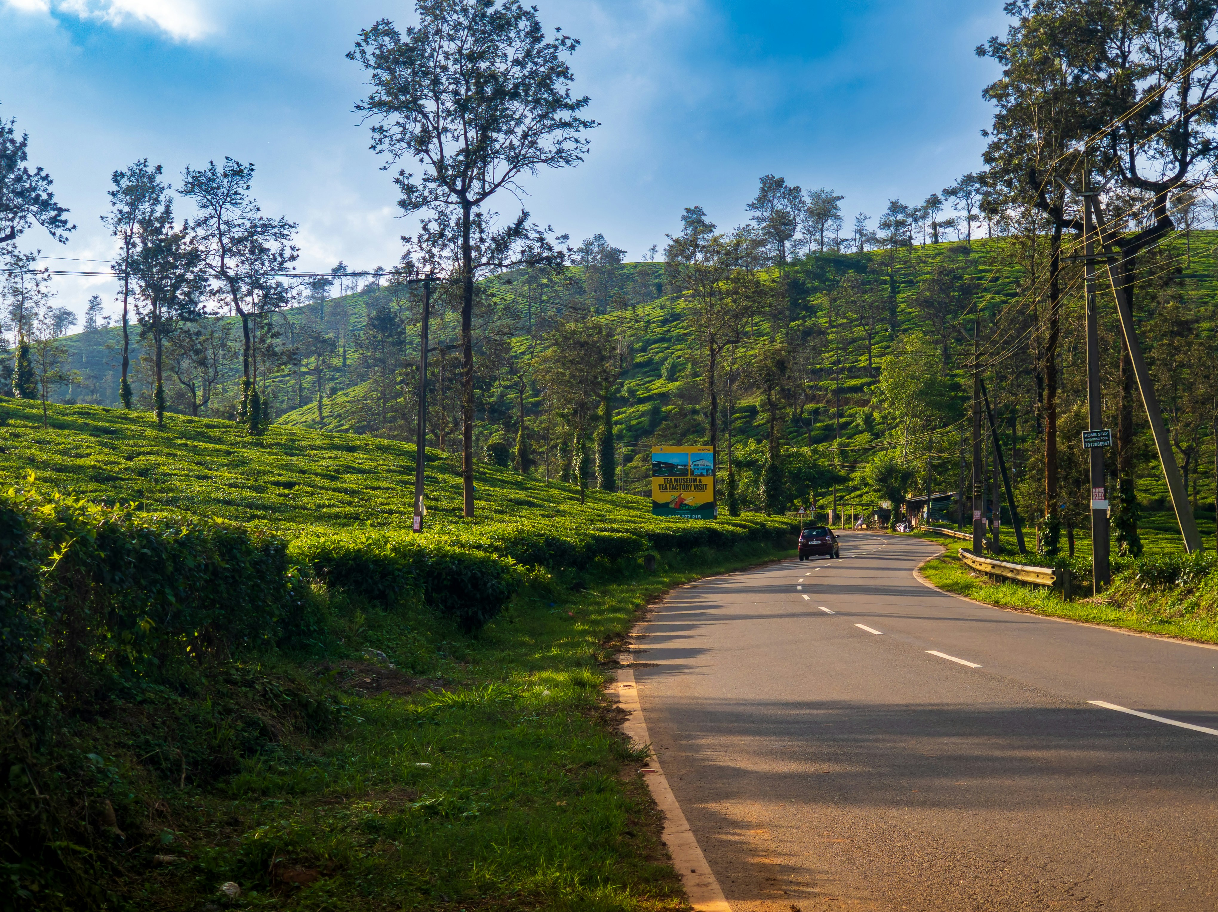 Curved road meandering through lush green tea plantations under a bright blue sky.