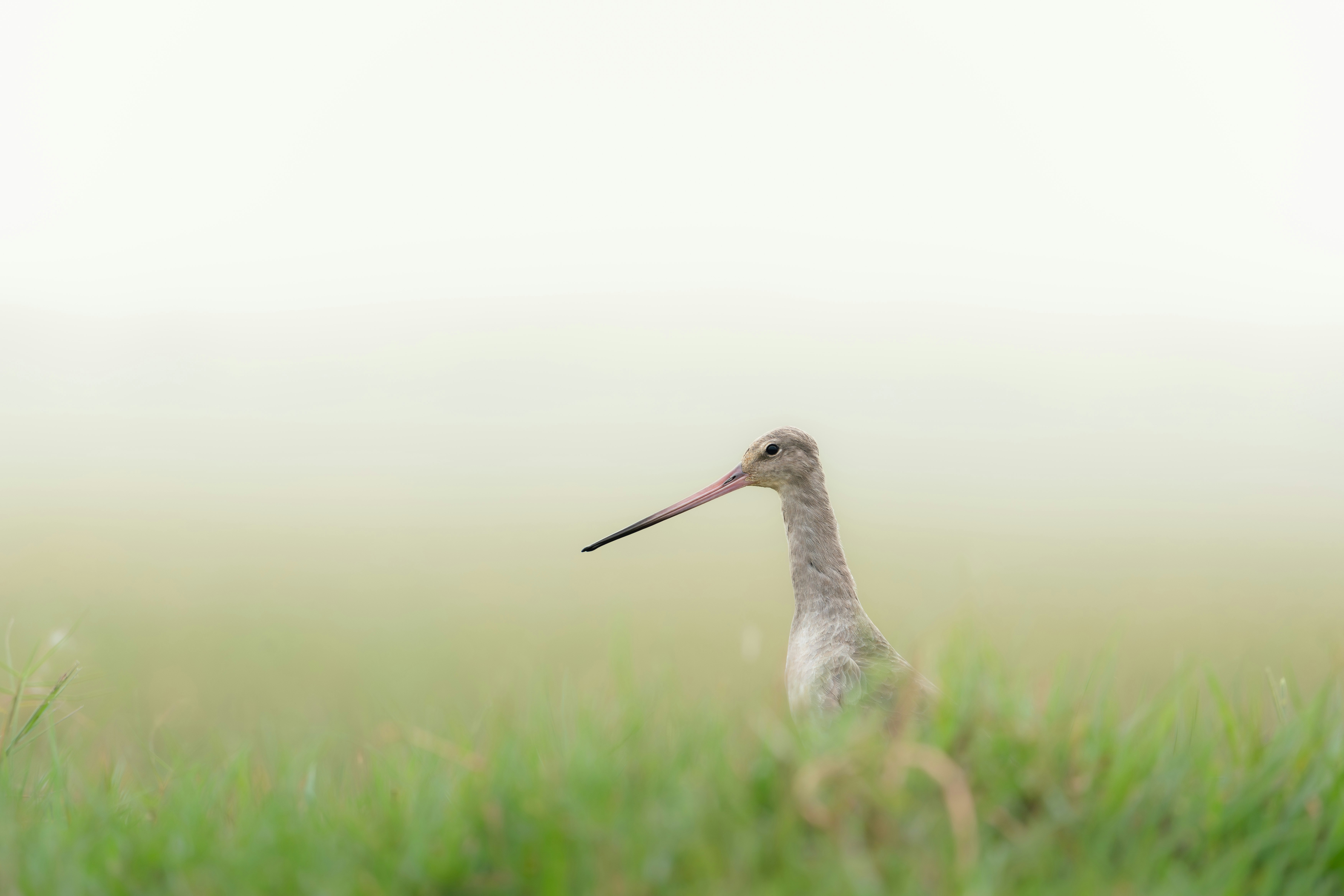 Whispers of the Marsh: A Solitary Stilt