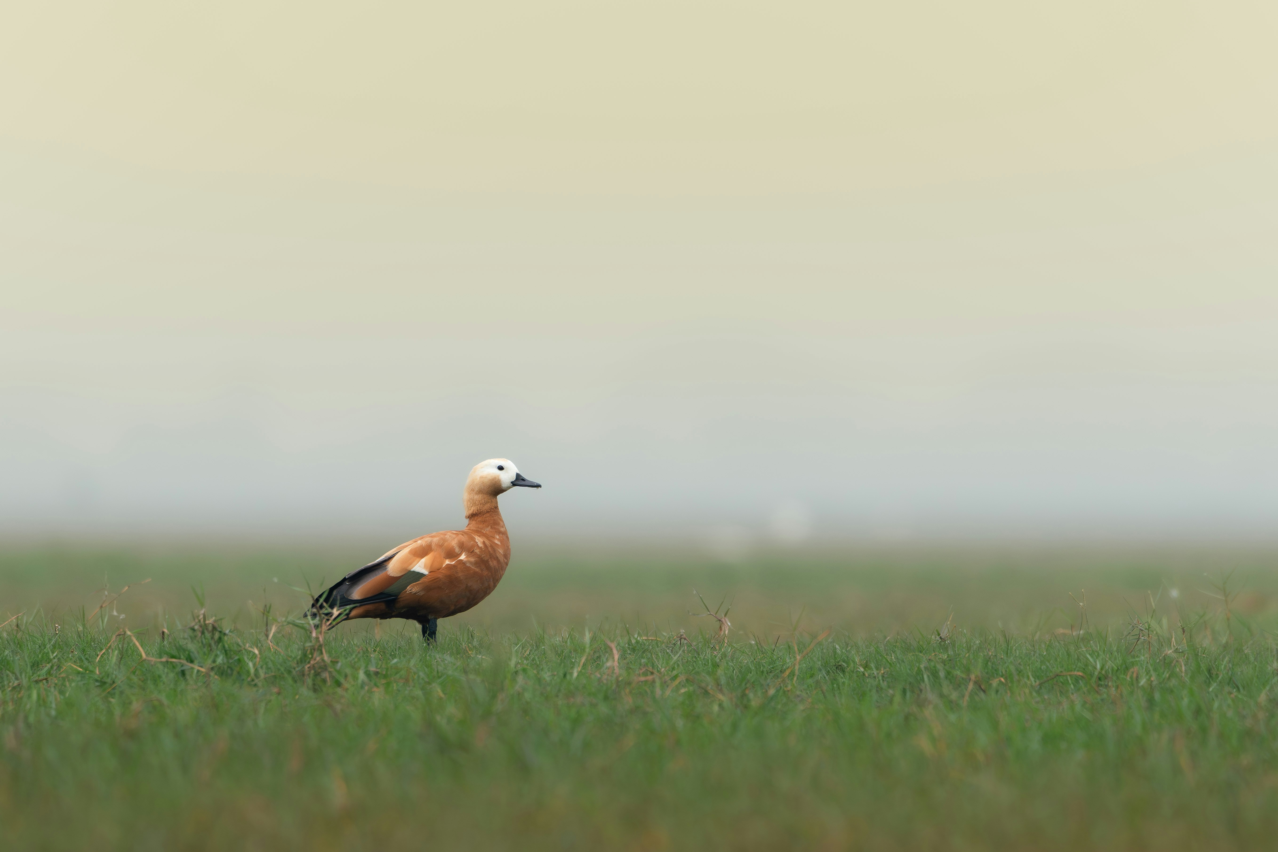 Solitary Elegance on a Misty Morning