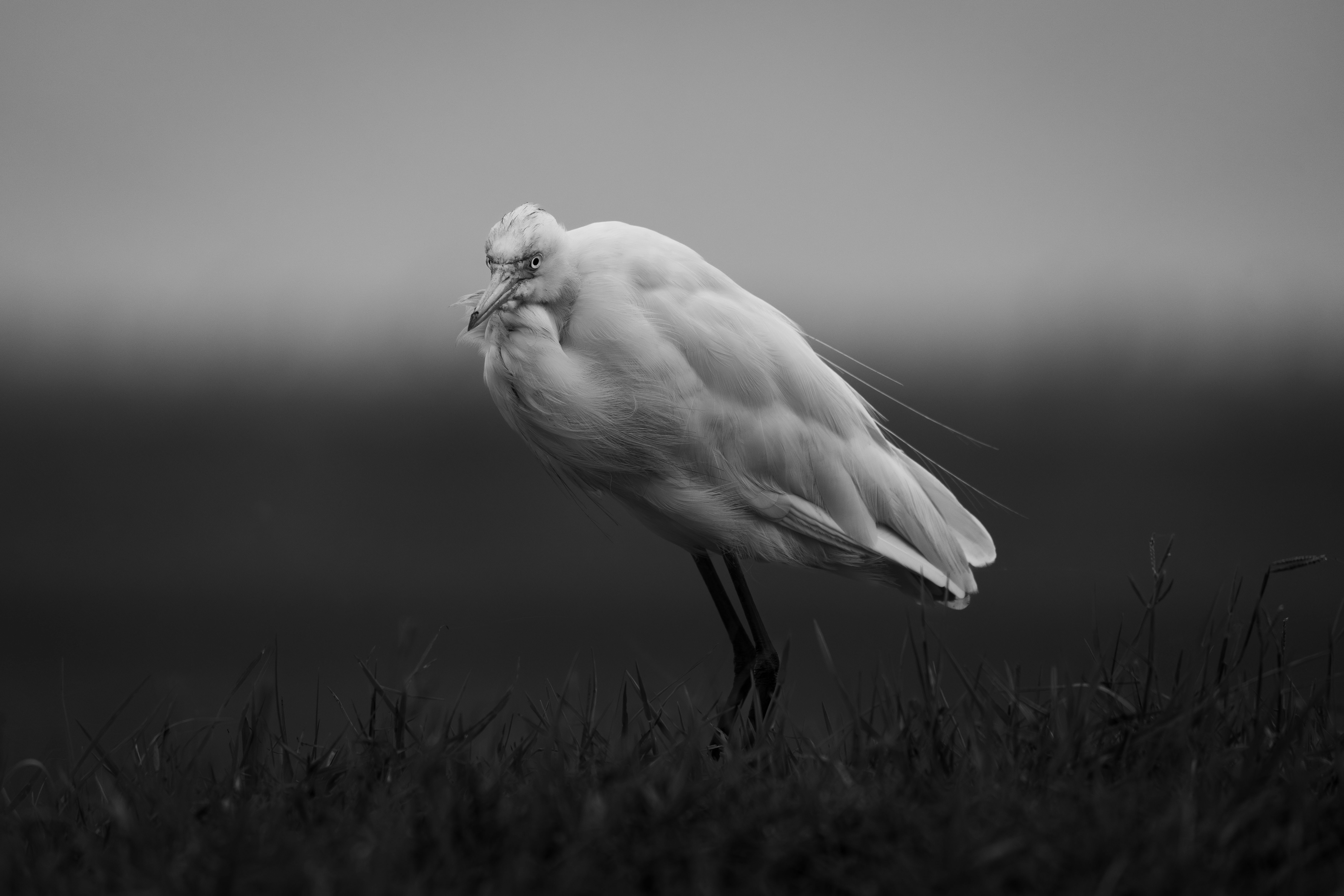 Elegance in Monochrome: The Solitary Heron
