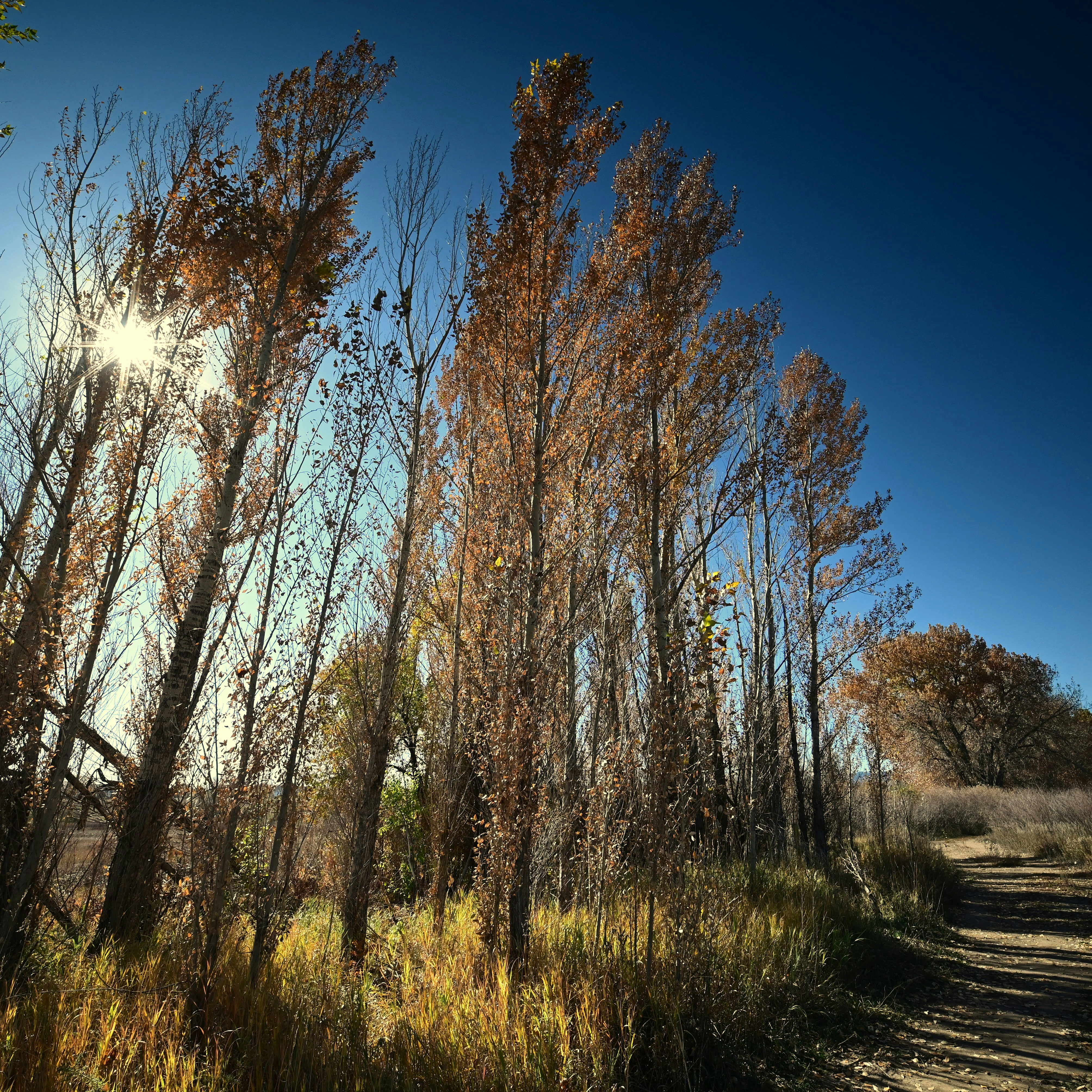 Tall trees with autumn leaves under a clear blue sky.