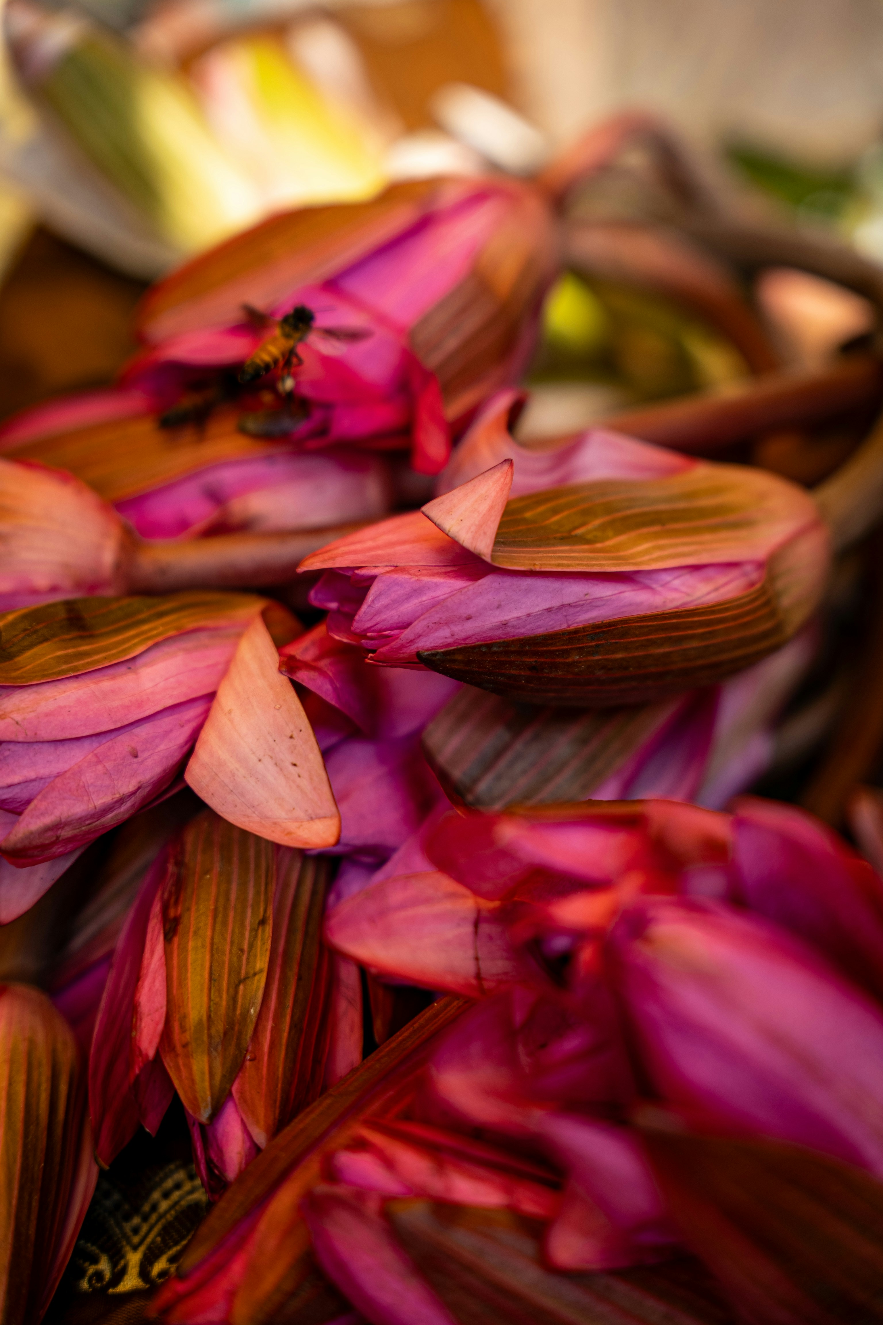 Close-up of pink lotus flowers with bees.