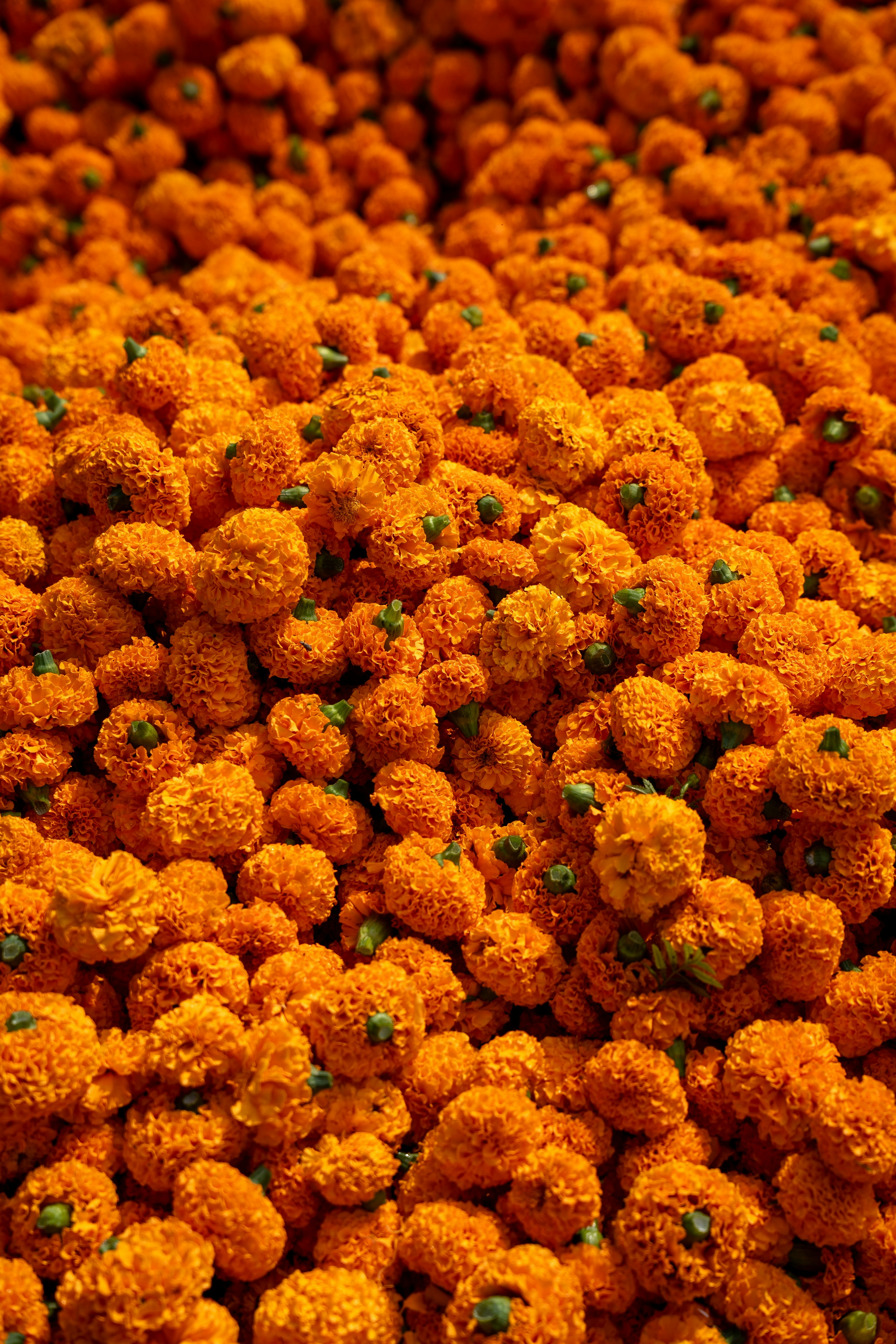 A large pile of bright orange marigold flowers.