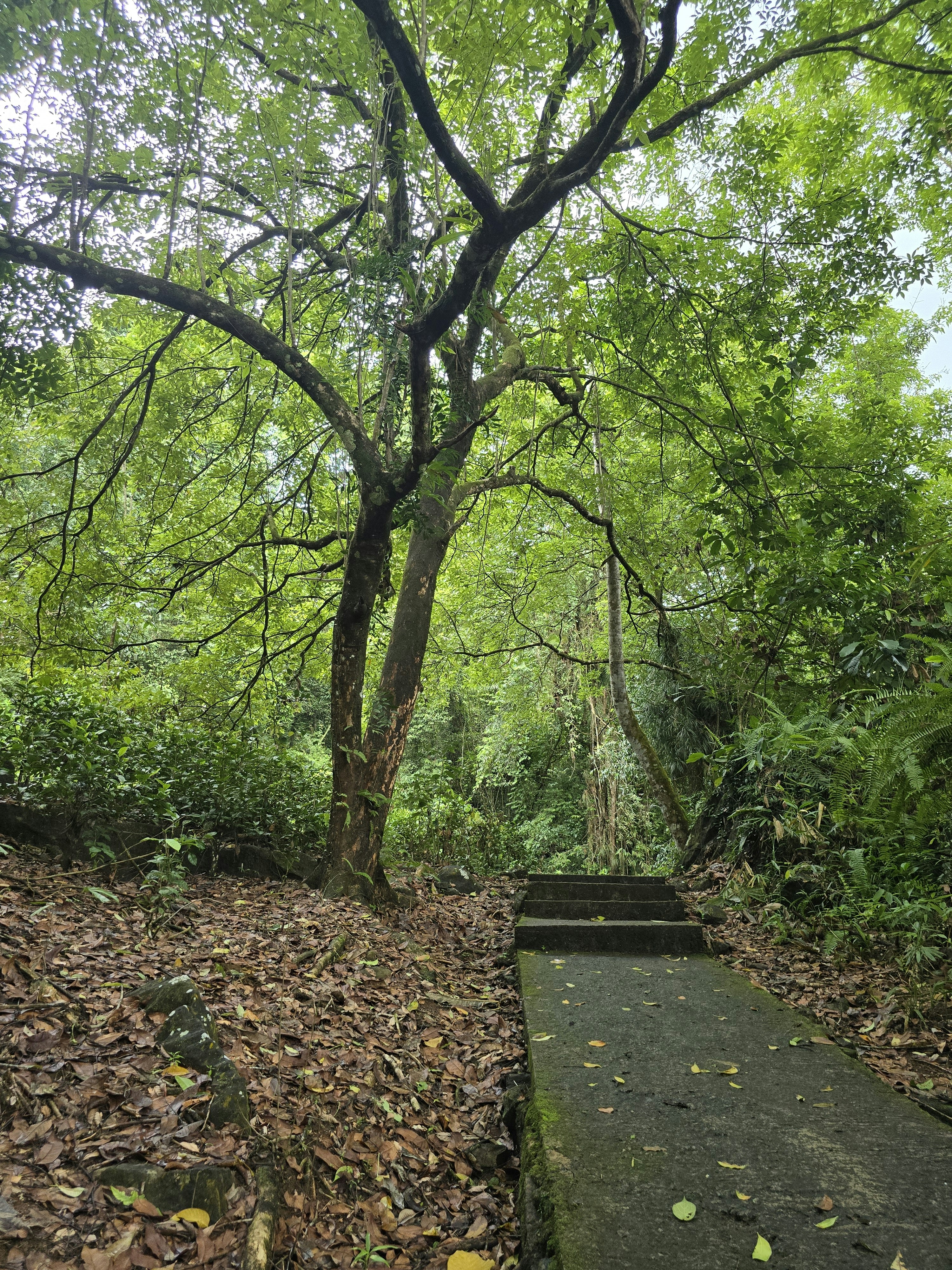 Pathway Through a Lush Canopy