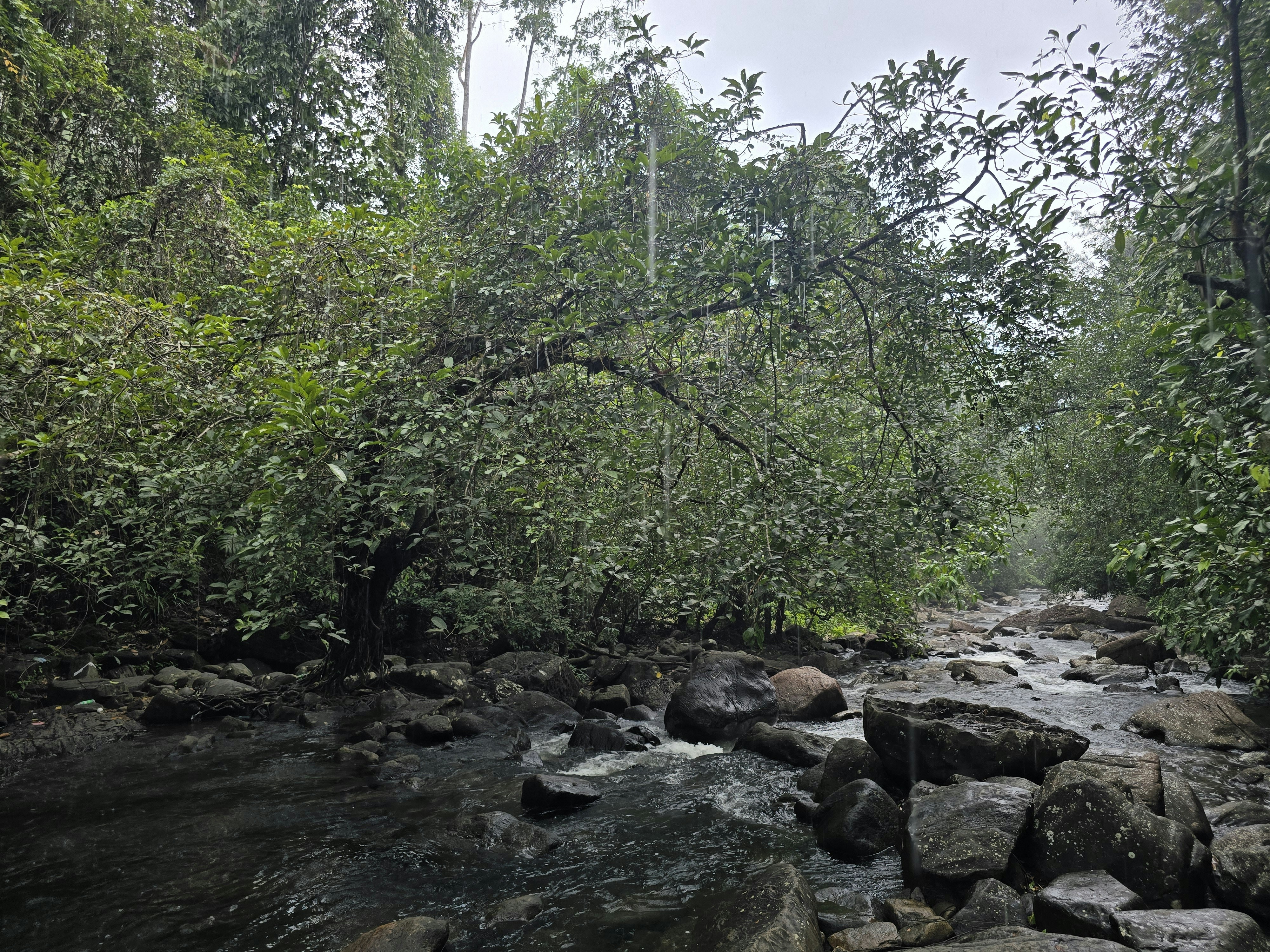 Whispers of the Rainforest Stream