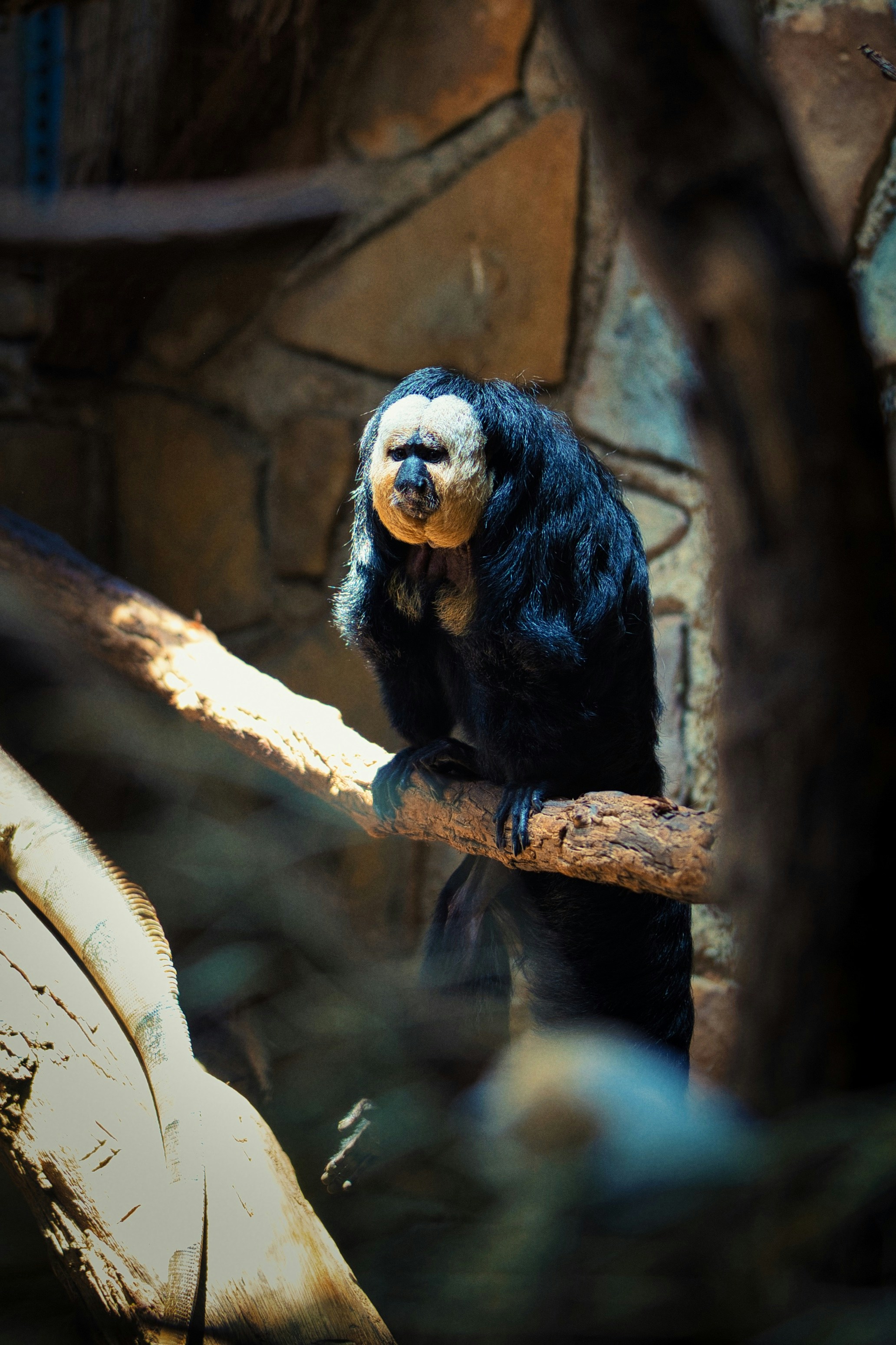 White-faced saki perched on a branch in natural light.