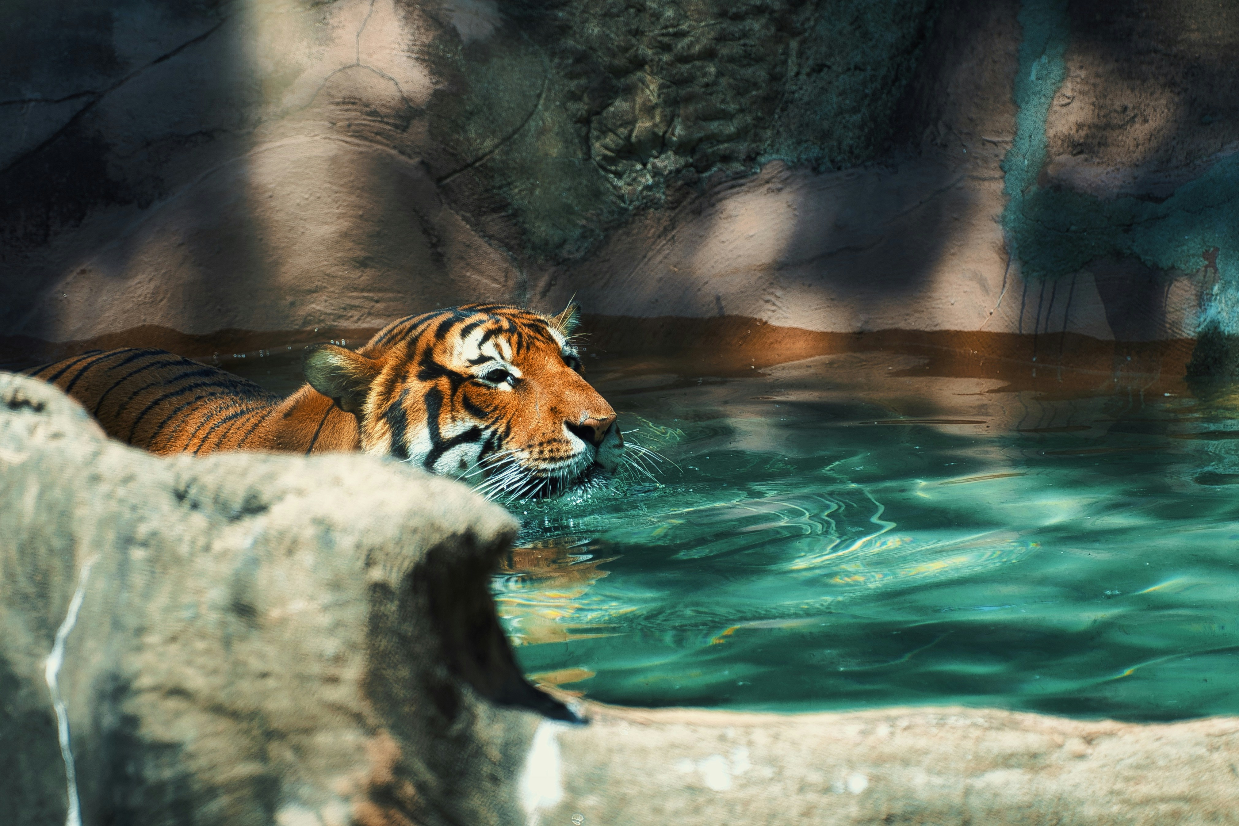 A tiger swimming in clear water with sunlight. | Tiger swimming in a pool of water.