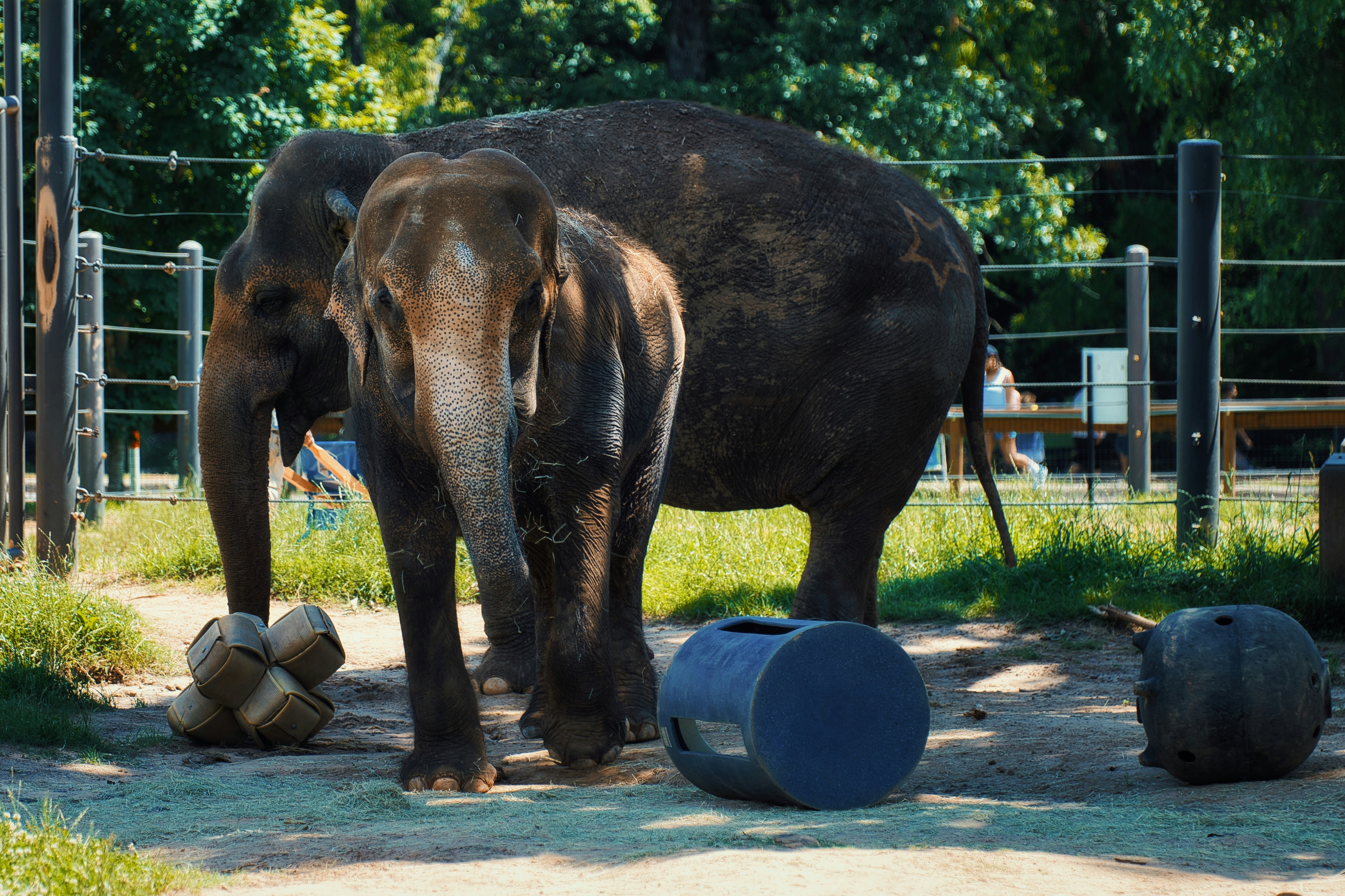 Gentle Giants at Play: A Day in the Life of Elephants