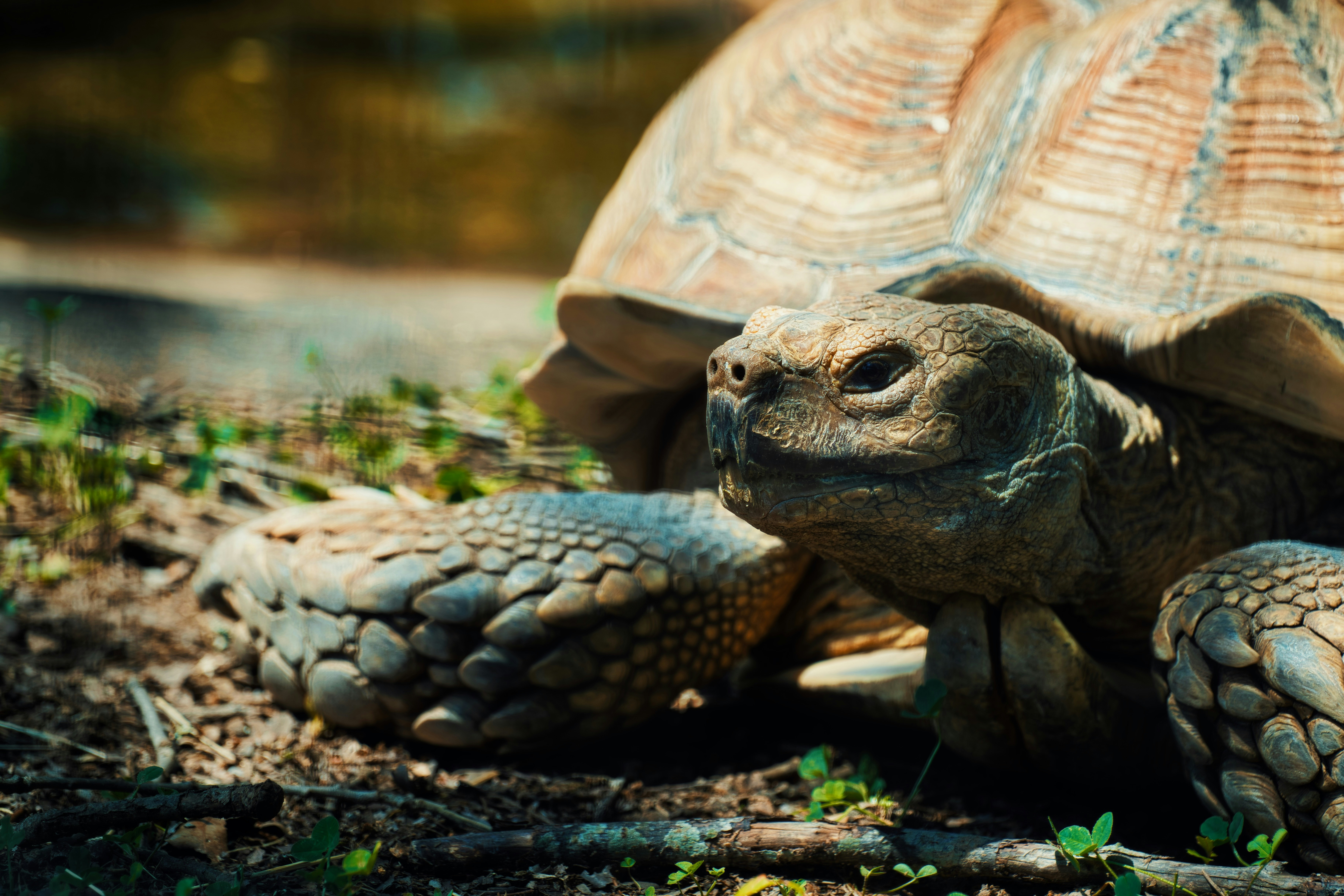 A tortoise resting in warm sunlight. | A large tortoise rests on the ground.