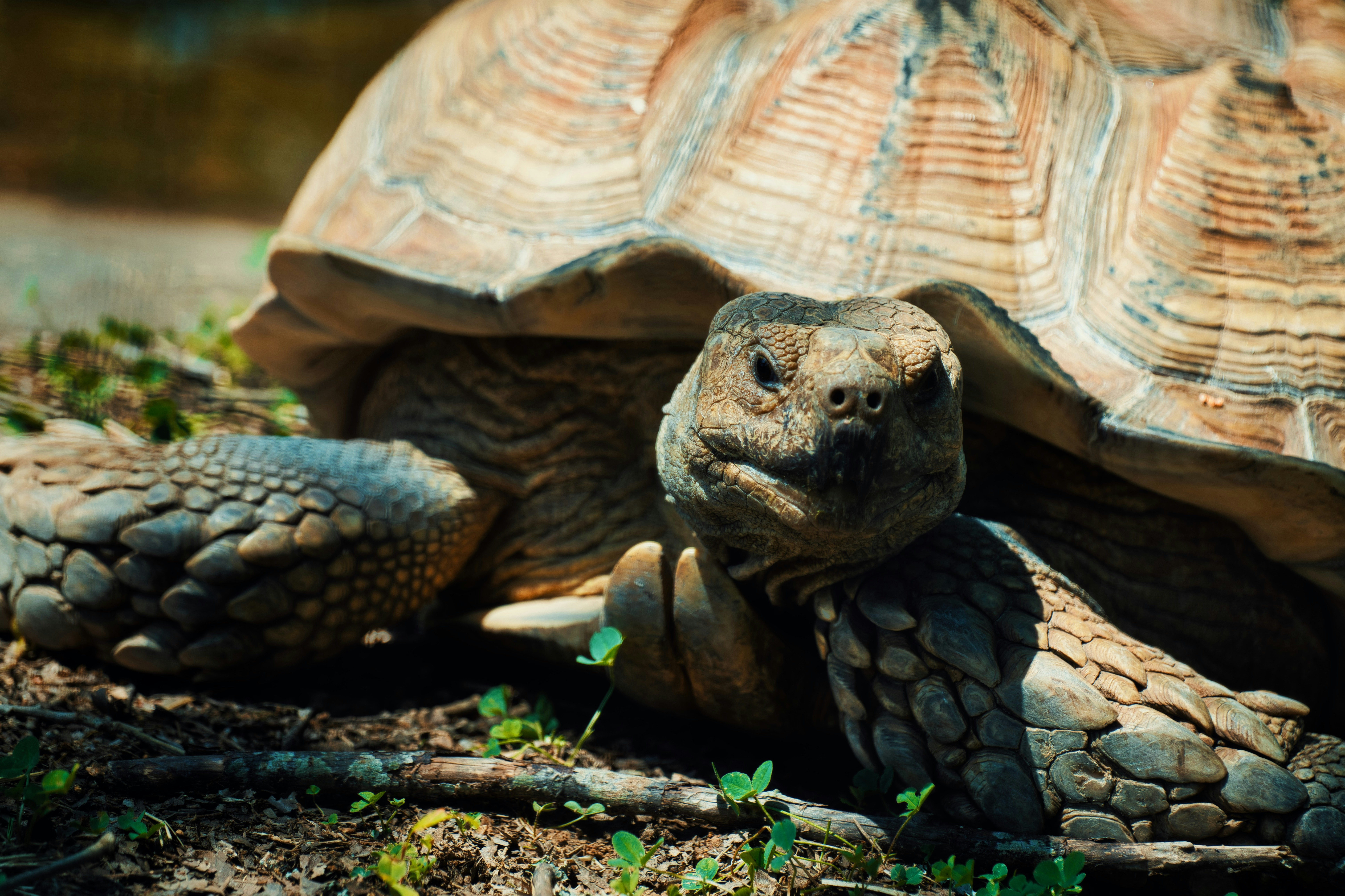 Close-up of a tortoise resting on the ground, showcasing its textured shell and inquisitive expression.