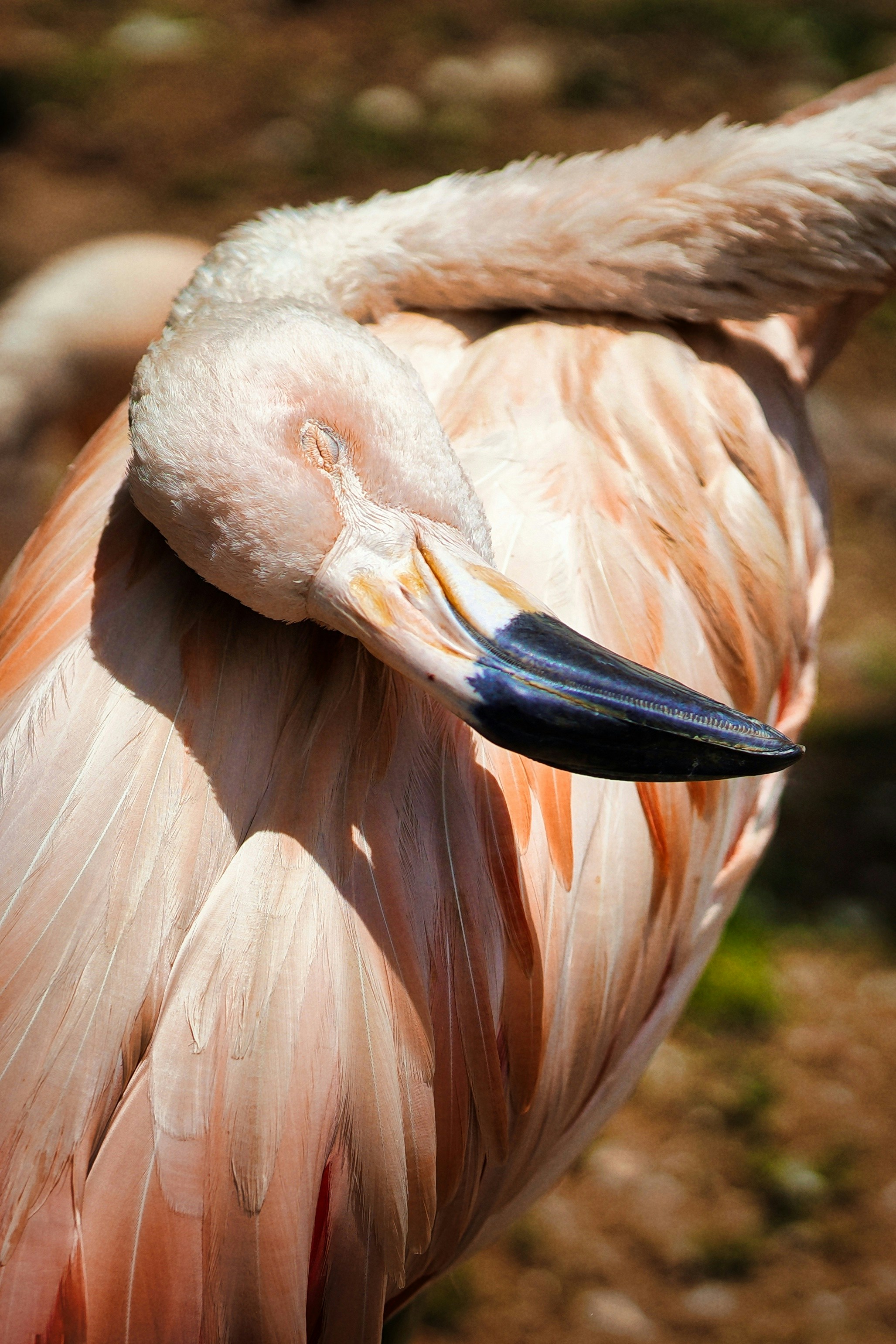 Peach Plumage, Black-Tipped Beak: A Flamingo in Quiet Light