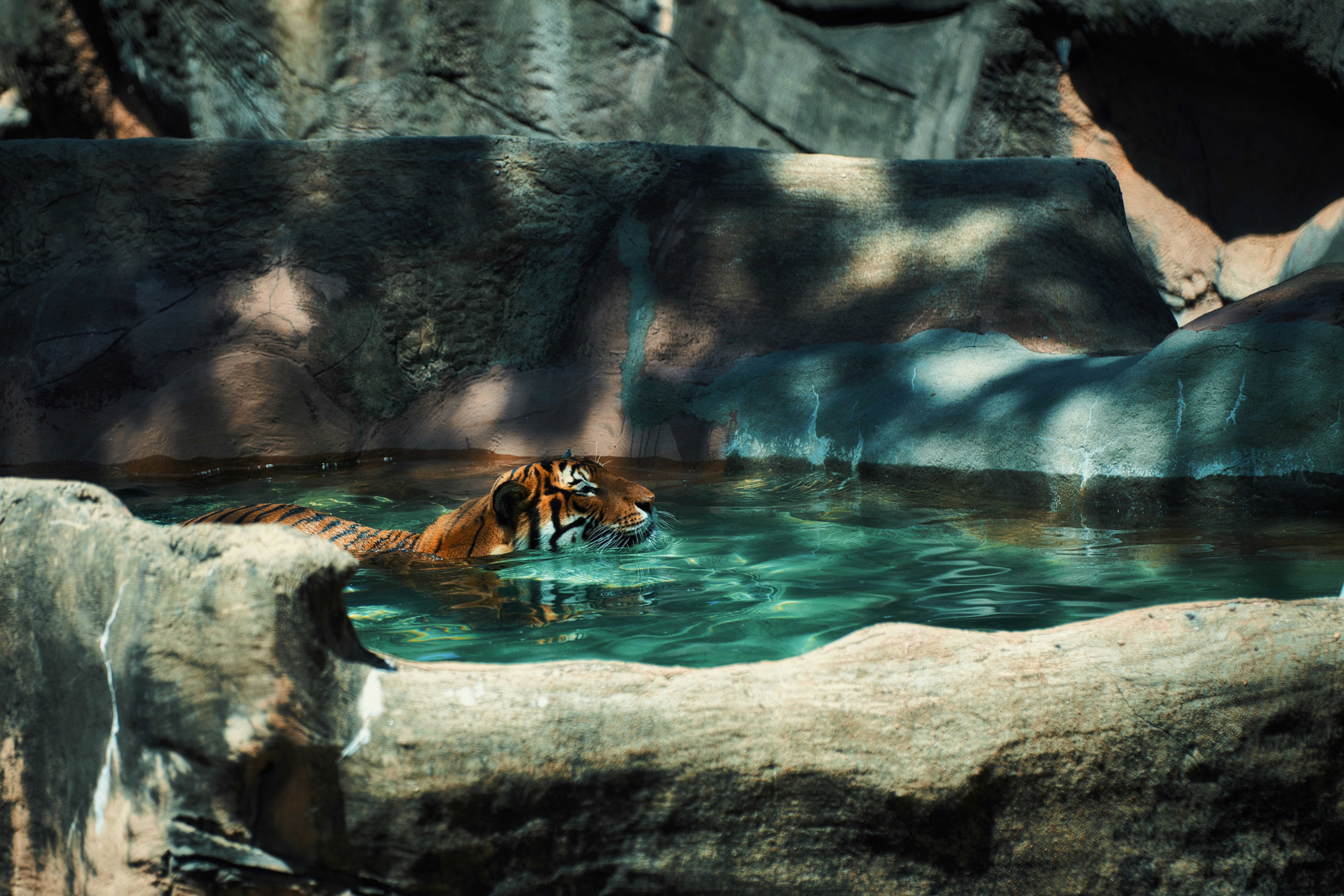 Serene Splendor: The Tiger's Retreat