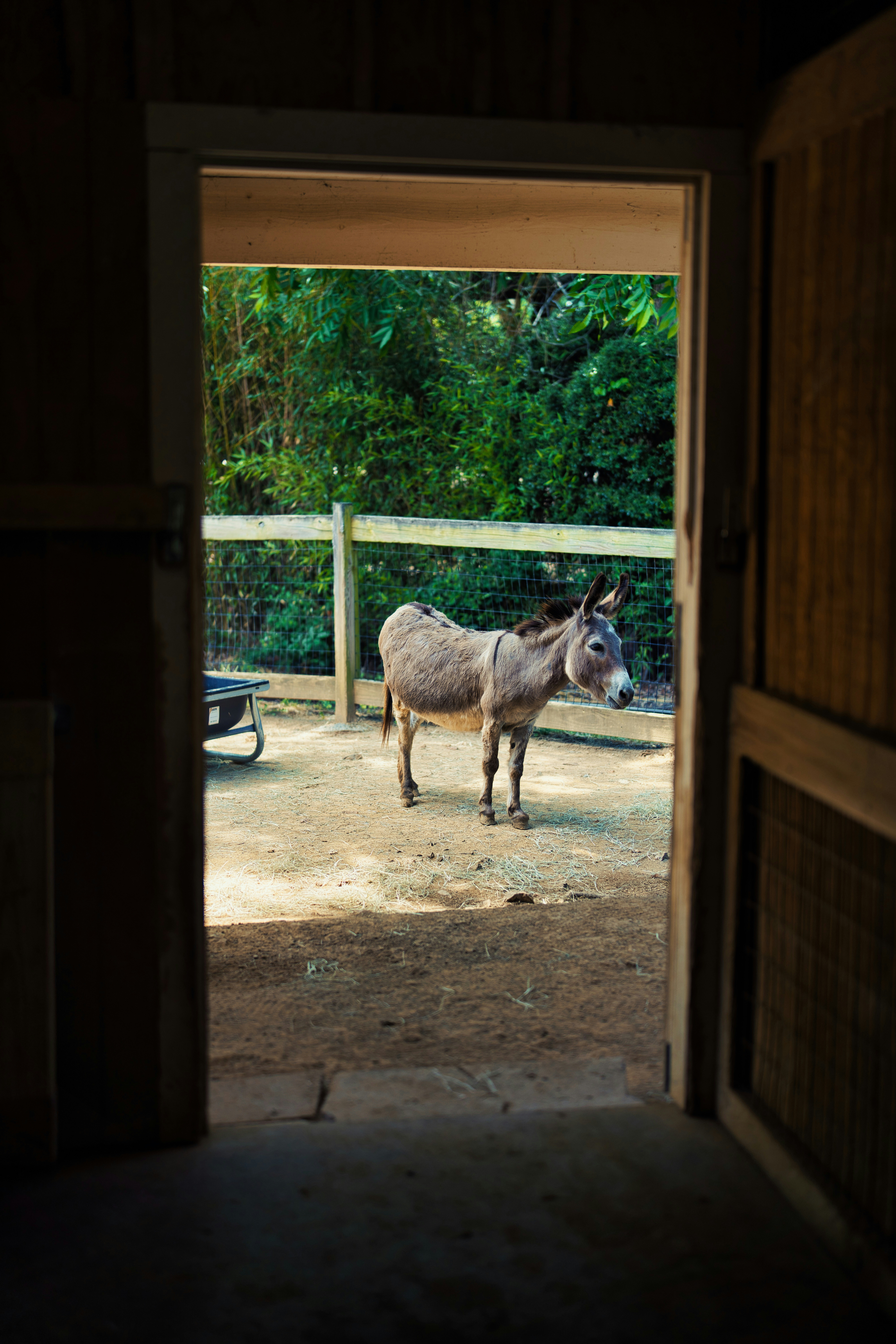 A Glimpse of Serenity: The Donkey's Domain