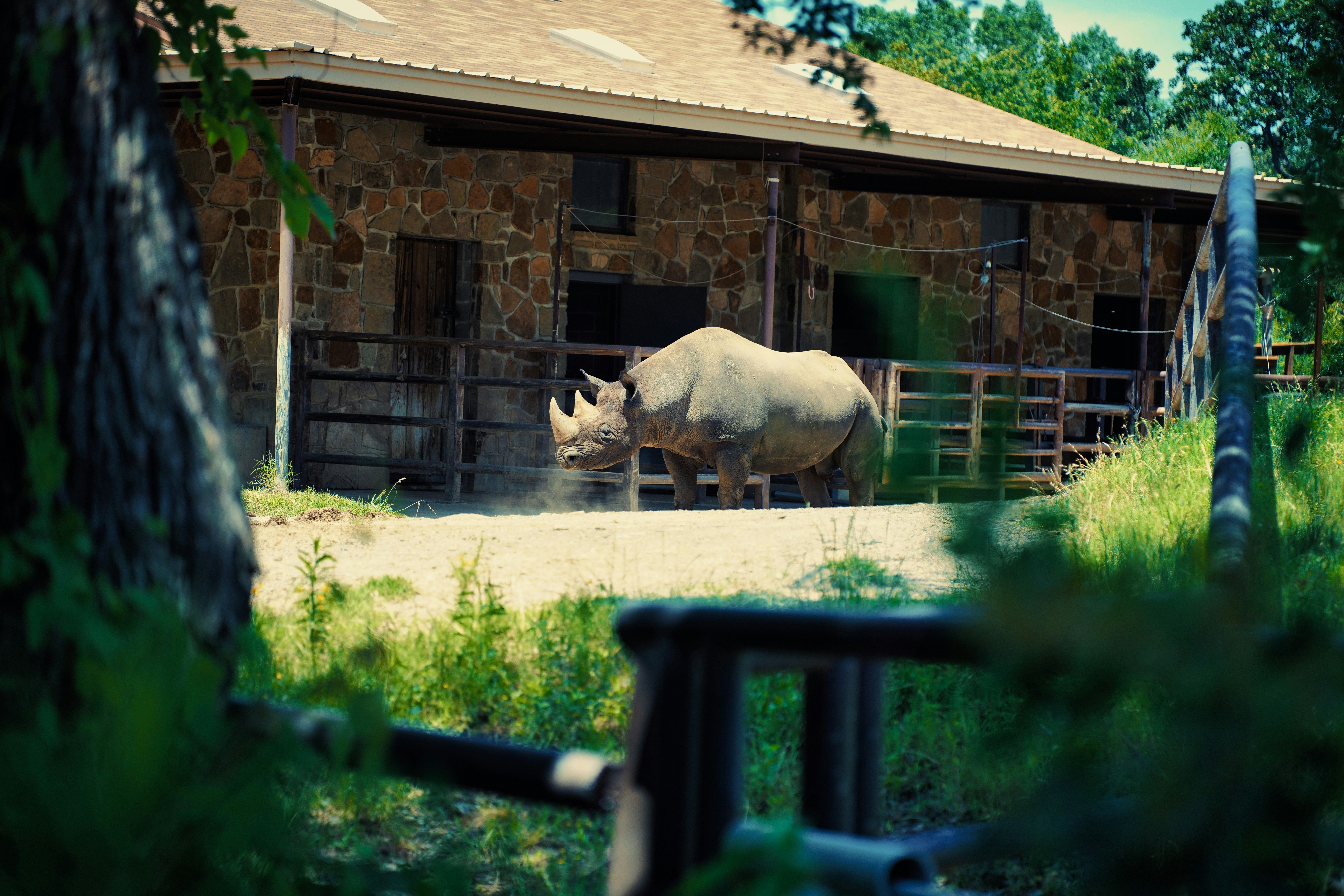 A rhinoceros standing in an outdoor enclosure.