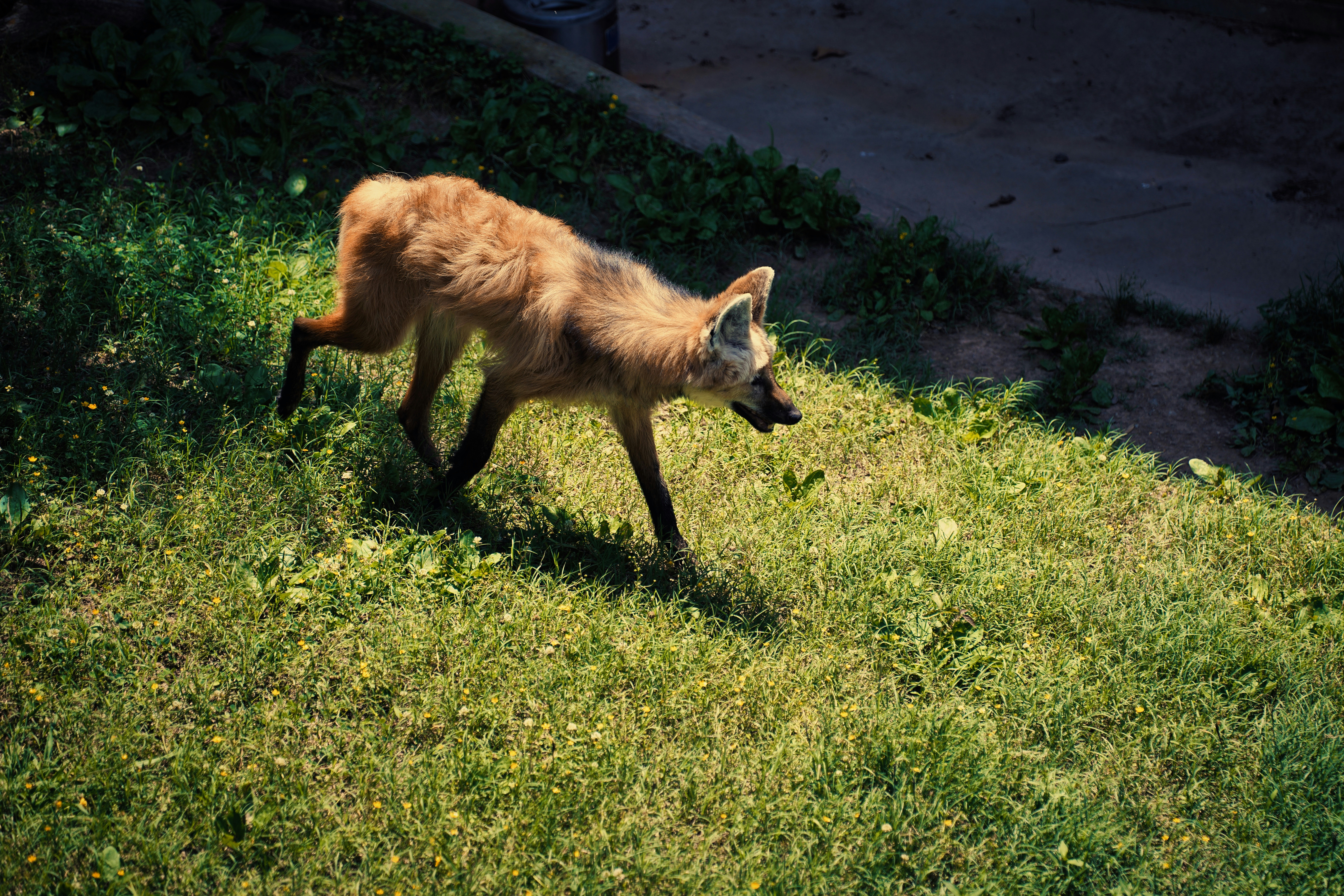Graceful Wanderer in Sunlit Greenery