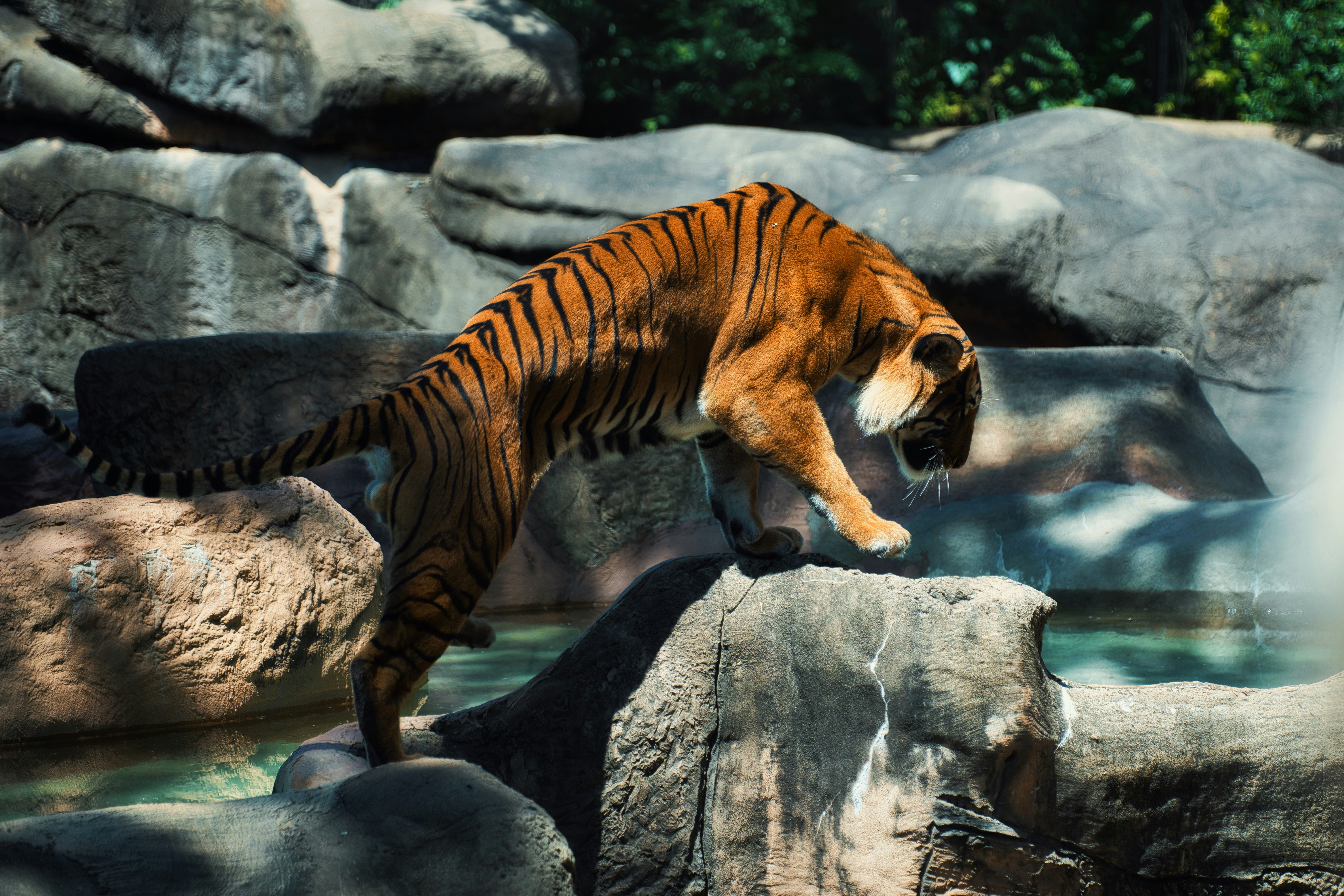 Tiger poised mid-leap over a rocky surface near water, showcasing its agility and strength.