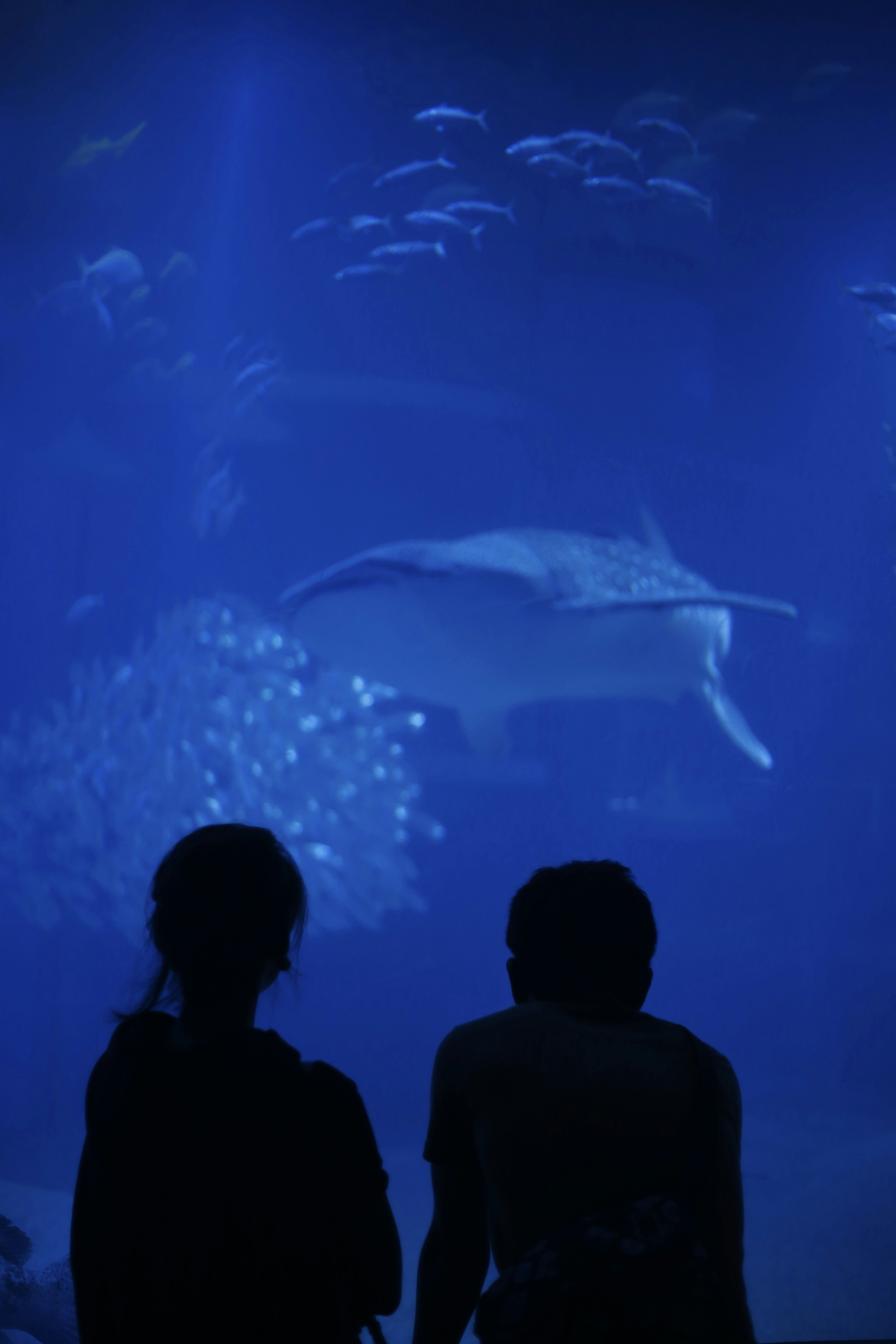 Two people watch a whale shark swim