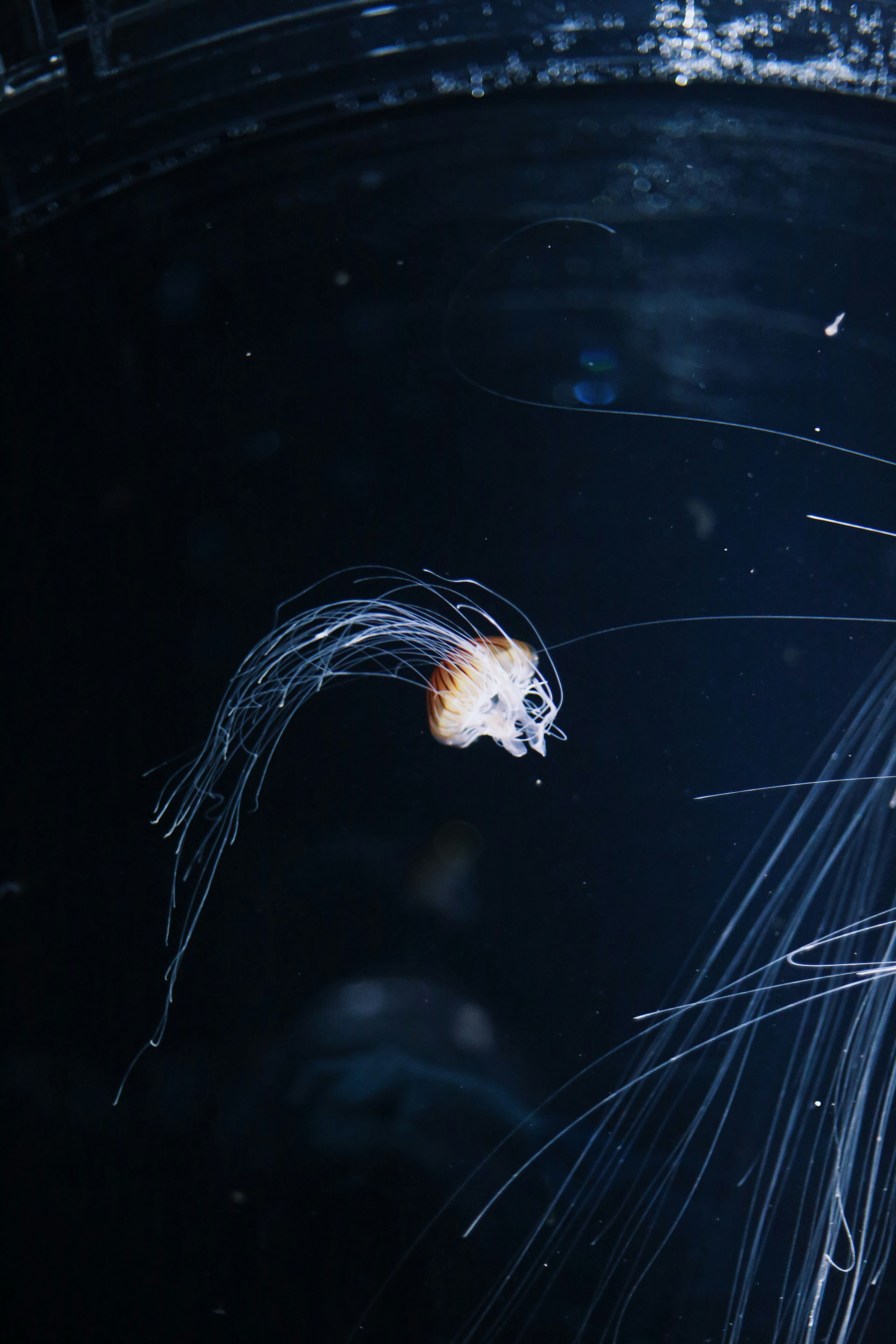 A jellyfish drifts in dark water with long tentacles.