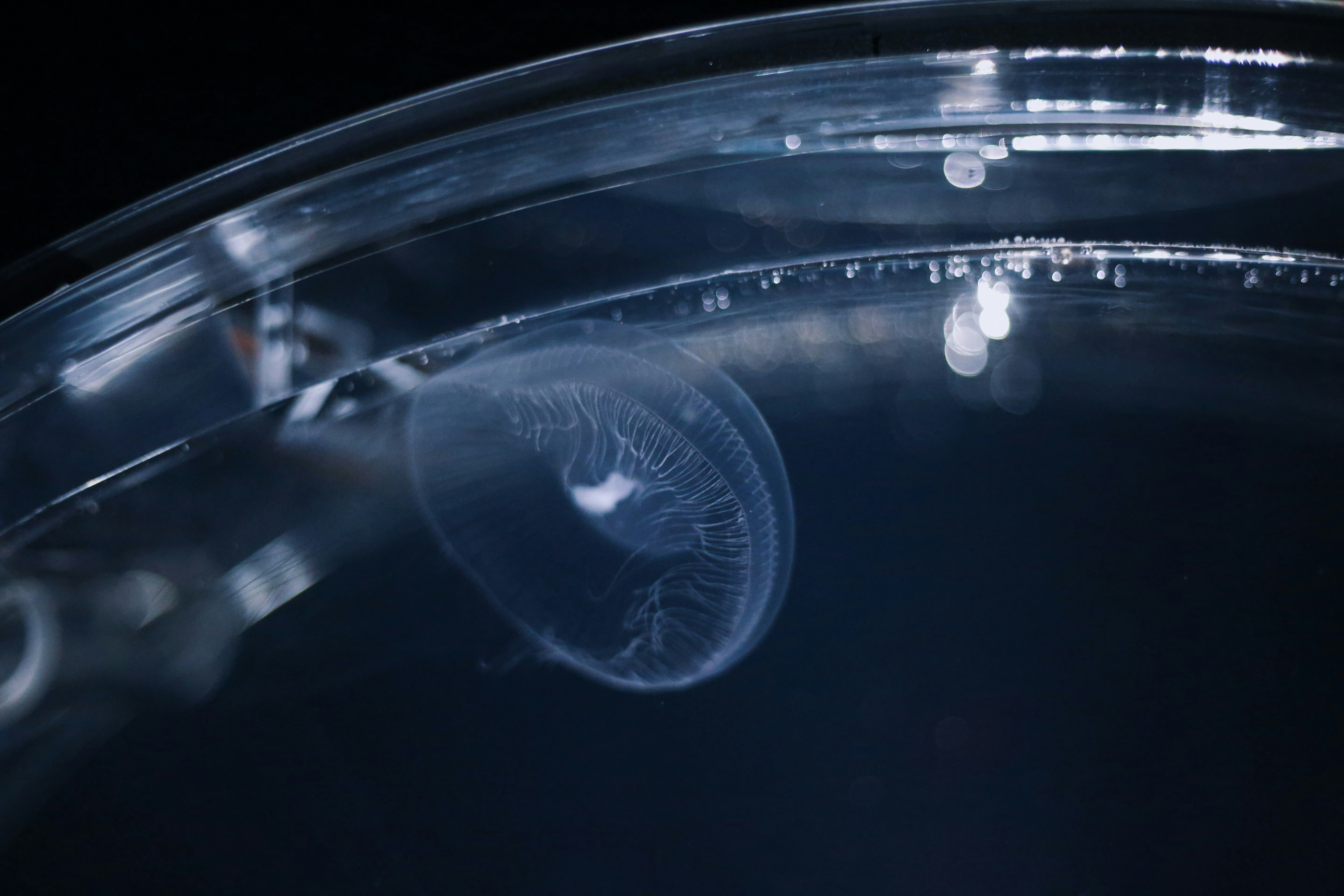 Arc of Light: Macro close-up of a translucent ring within curved glass